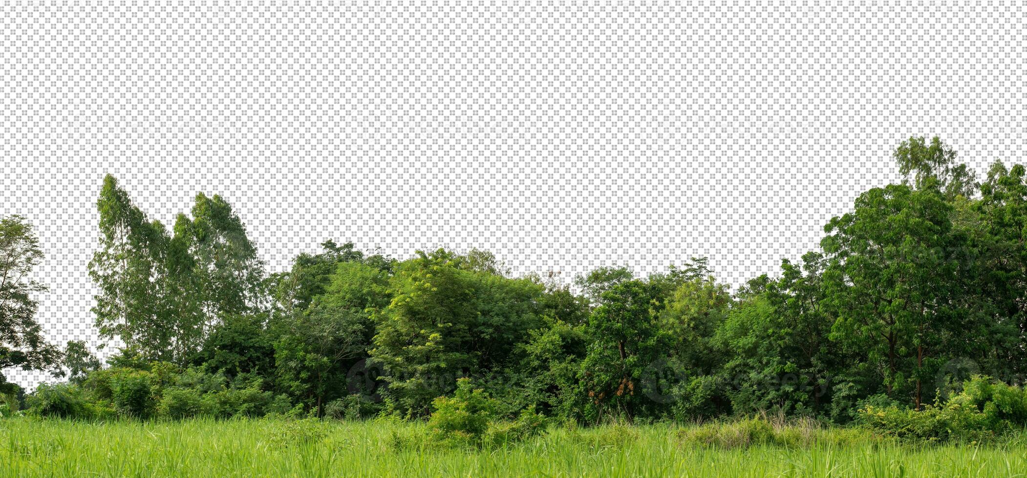 Green trees isolated on transparent background forest and summer ...