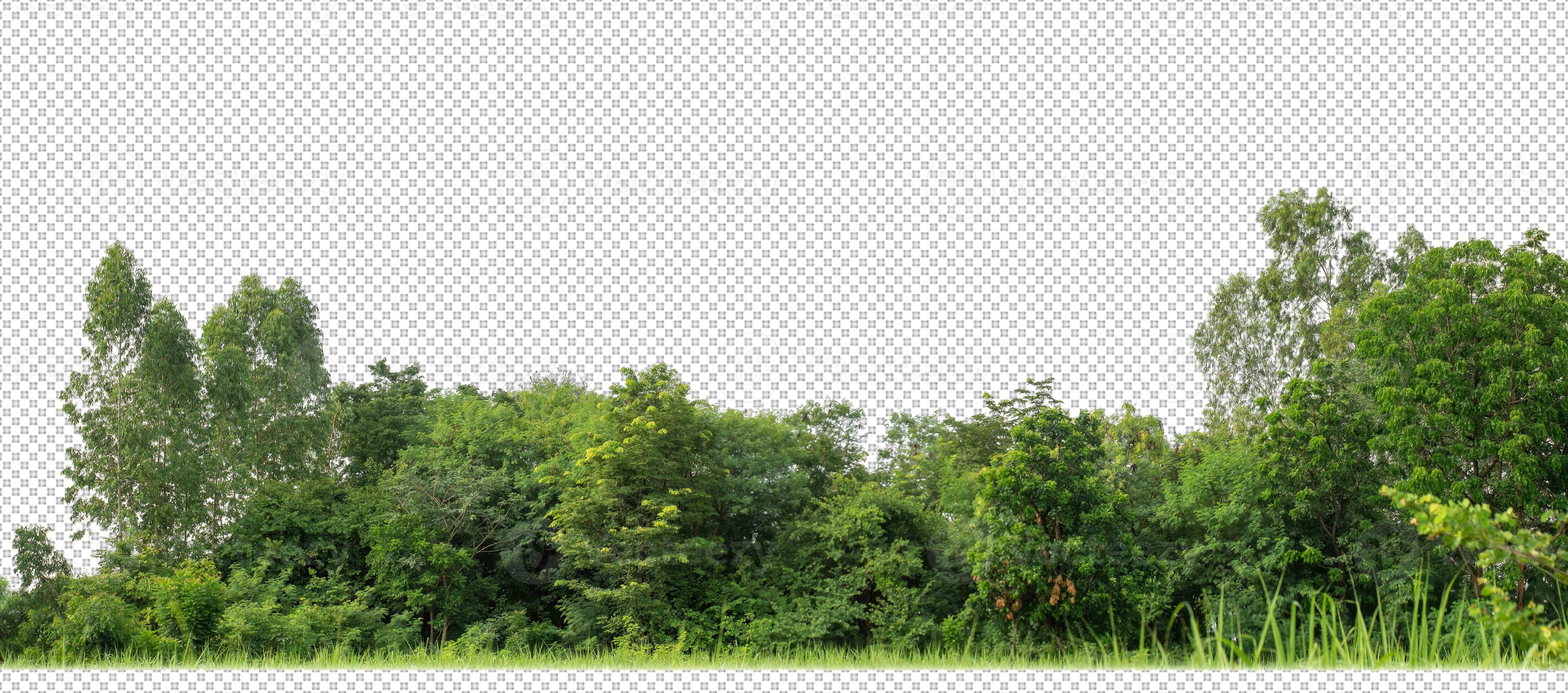 Green trees isolated on transparent background forest and summer ...