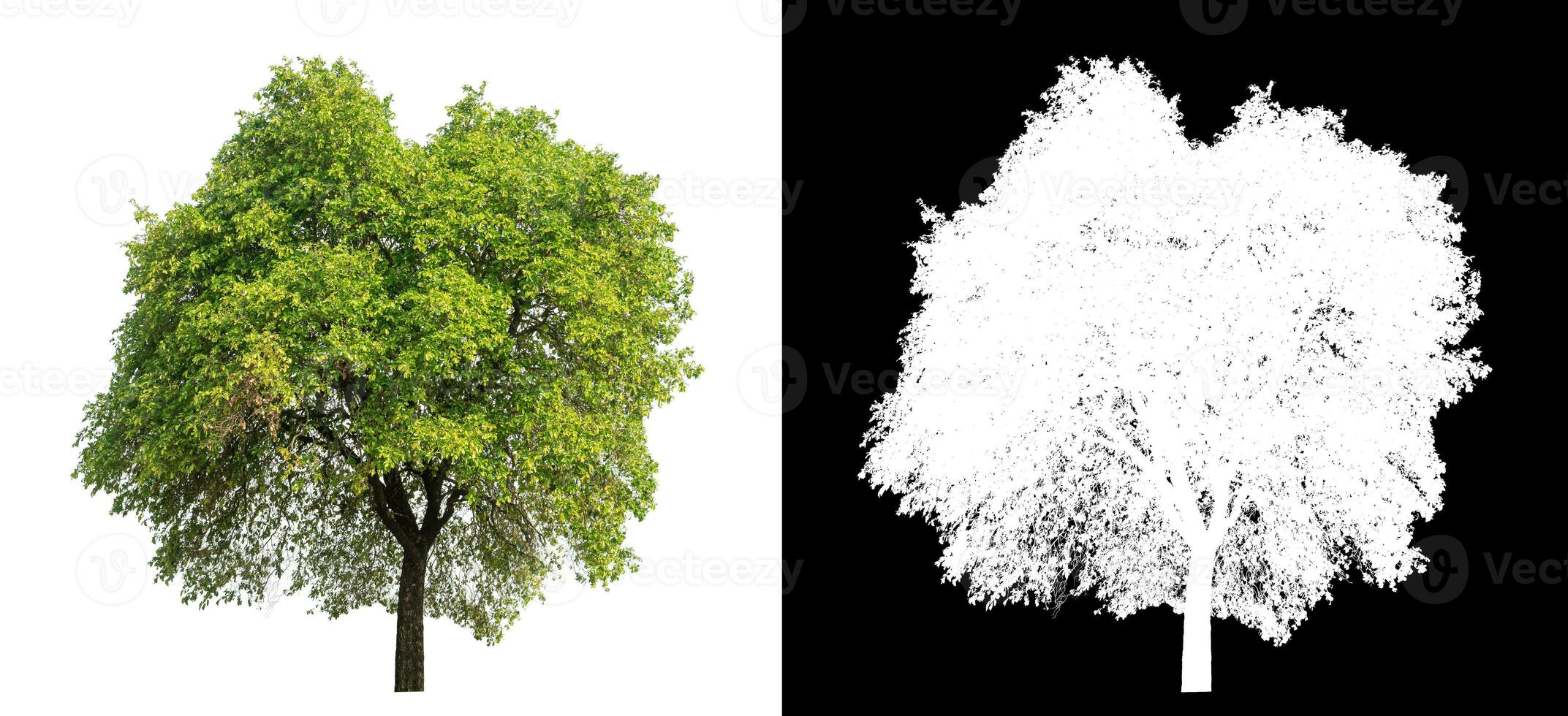 Tree Alpha Stock Photos, Images and Backgrounds for Free Download