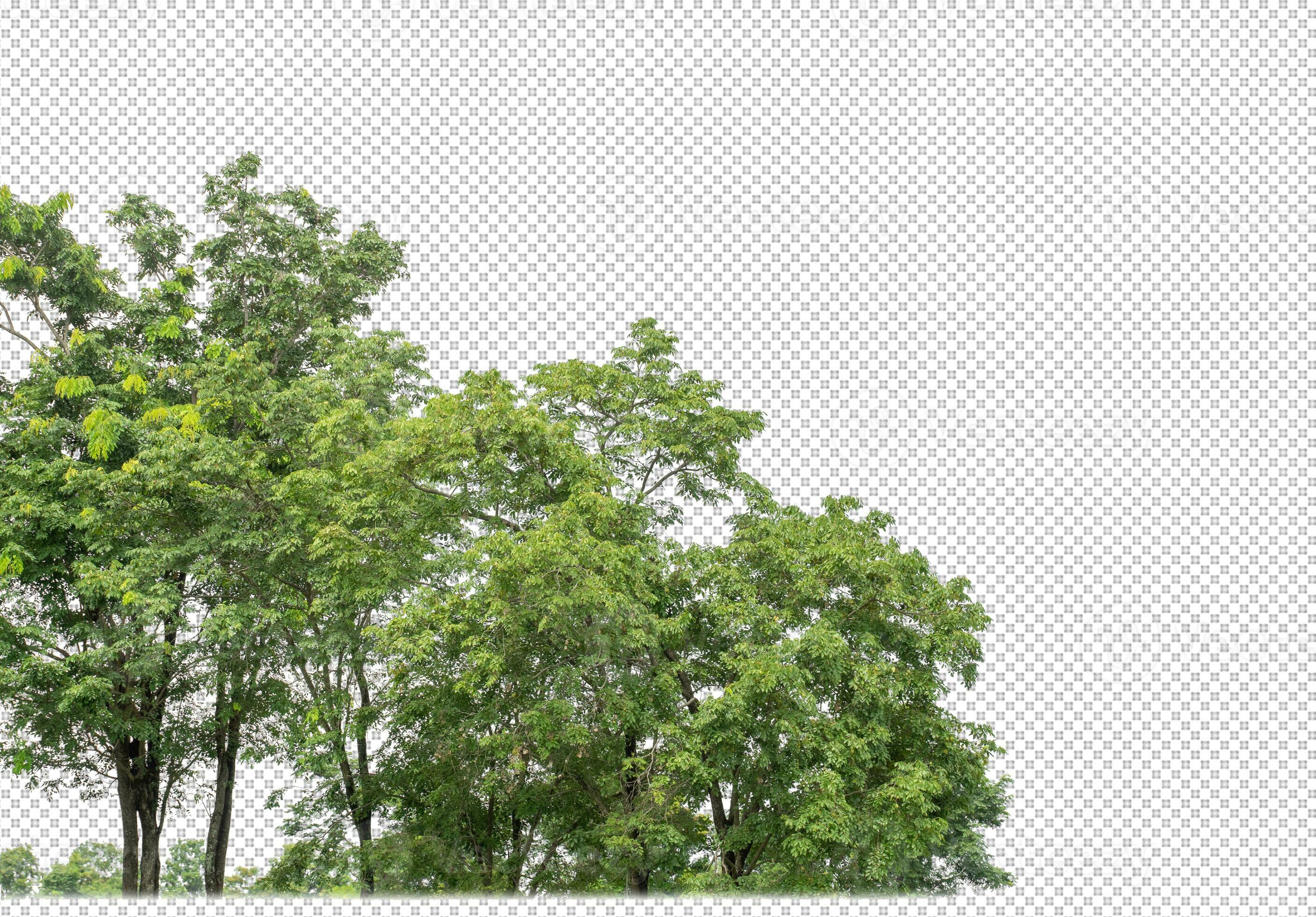 Green trees isolated on transparent background forest and summer ...