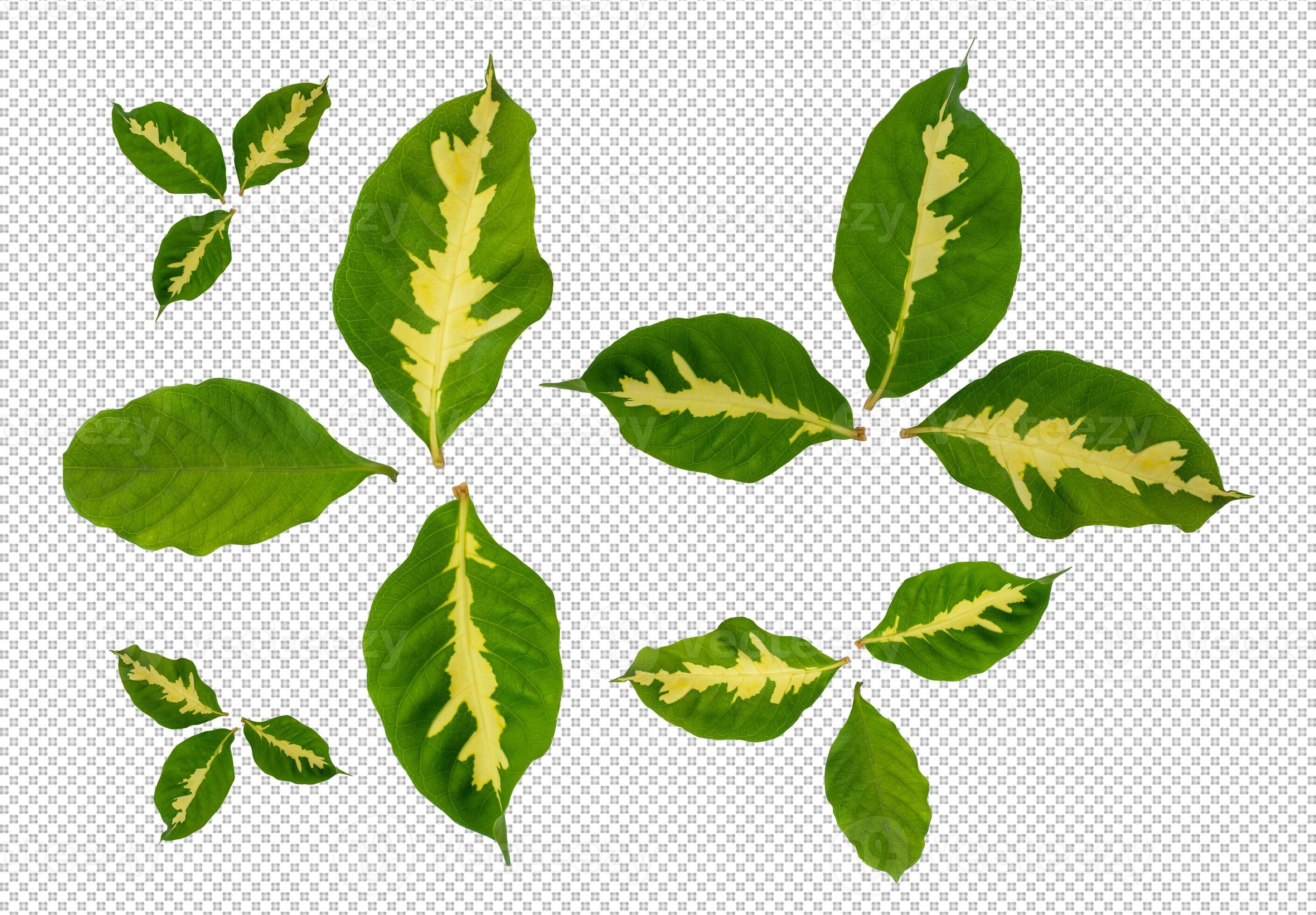 collection of leaves on transparent background 25412817 Stock Photo at Vecteezy