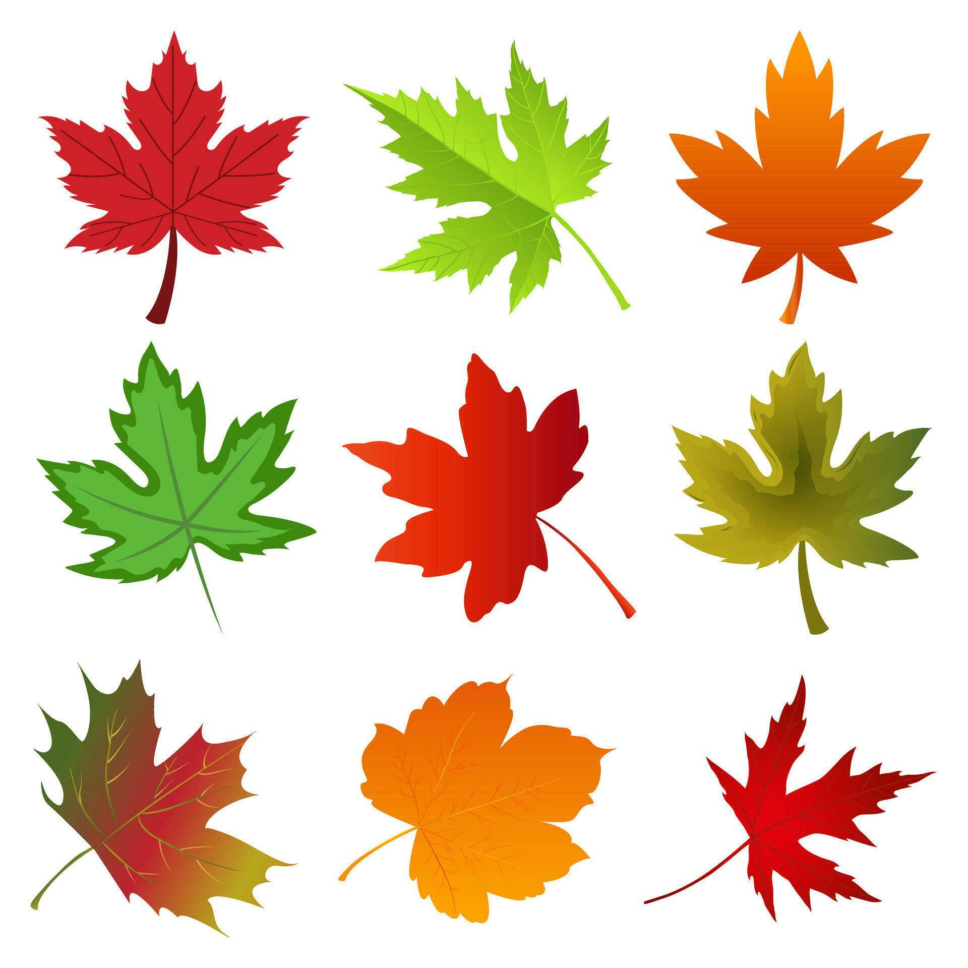 Maple Leaf Vector Symbol With Icon Big Collections. Canada Illustration ...