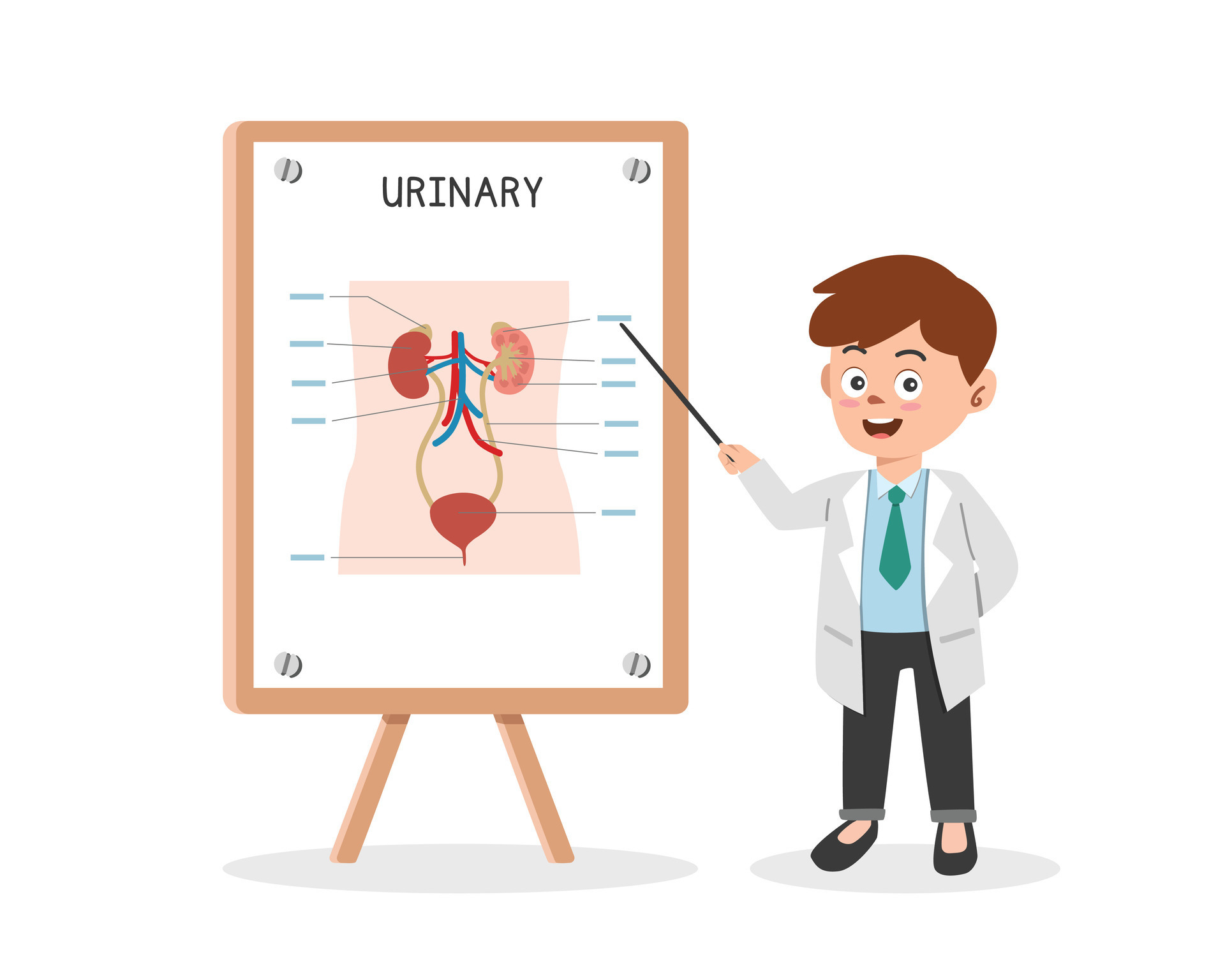 Urinary System clipart cartoon style. Doctor presenting human urinary ... Urinary System clipart cartoon style. Doctor presenting human urinary ...