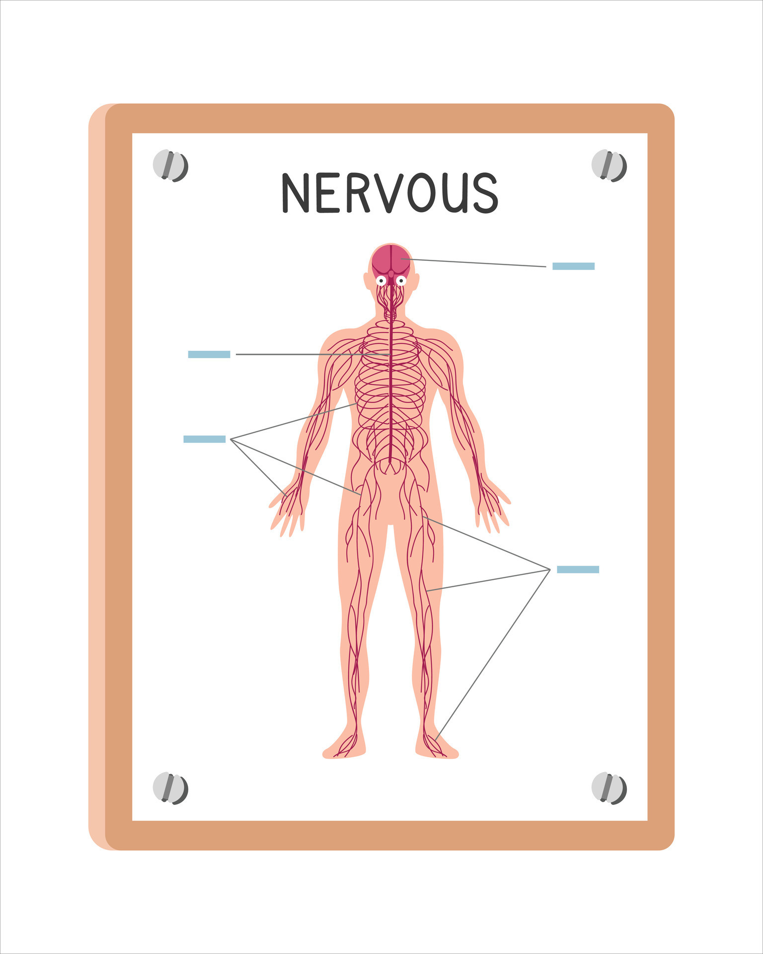 Human nervous system poster clipart cartoon style, vector design. Use ... Human nervous system poster clipart cartoon style, vector design. Use ...