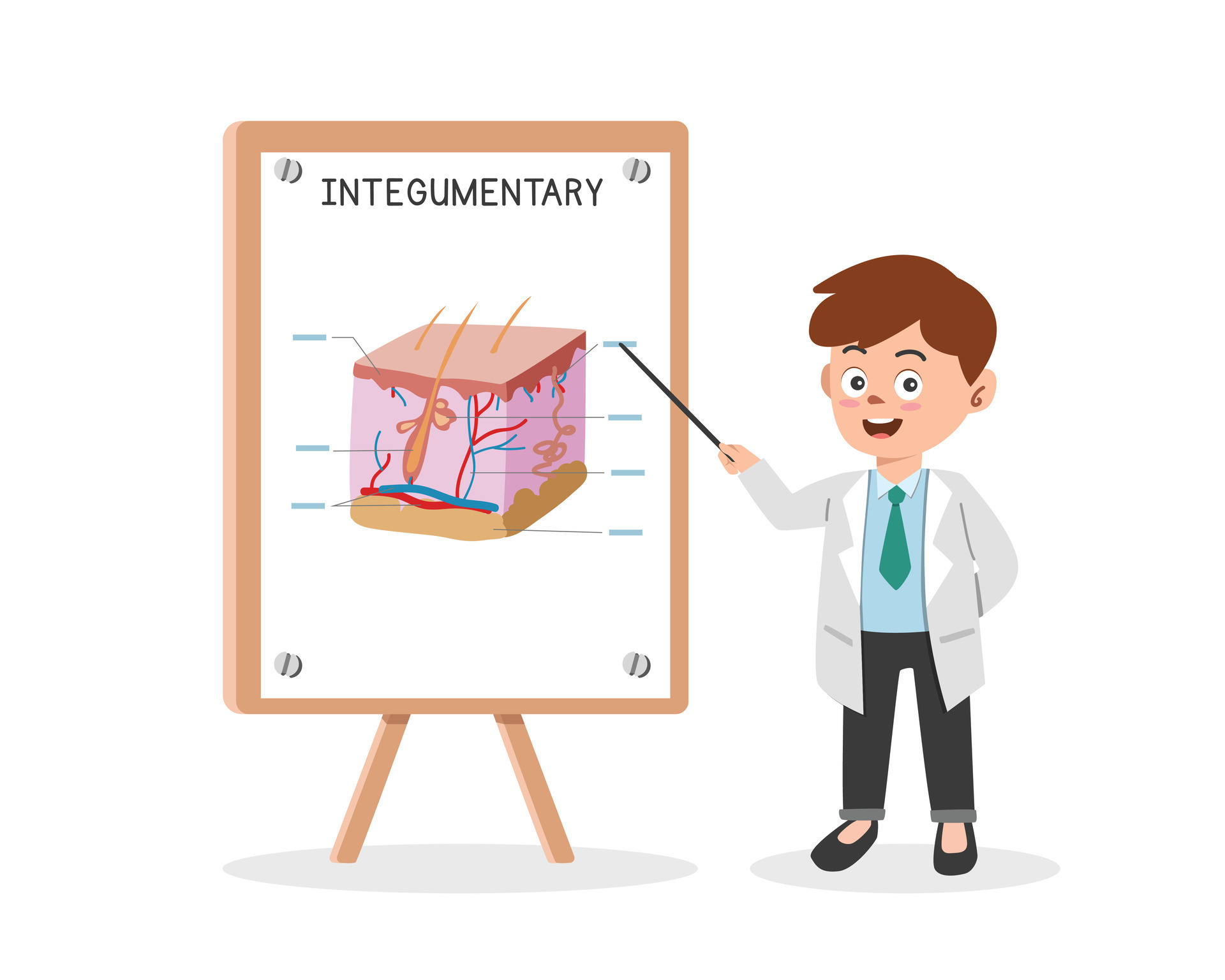 Integumentary System Clipart Cartoon Style Doctor Presenting Human Integumentary System At