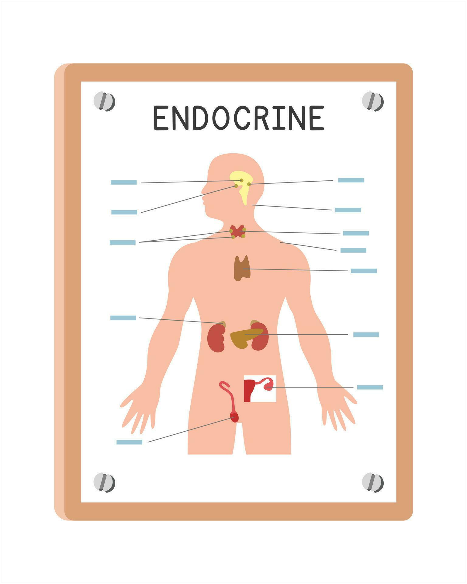 Human endocrine system poster clipart cartoon style, vector design. Use in hospital or clinic ...