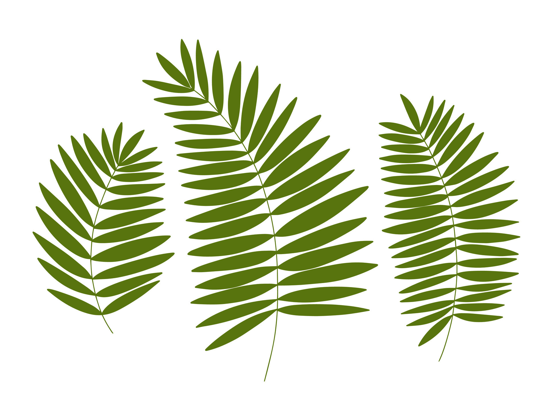 Palm tree leaves set. Vector palm tree leaves flat set 25421541 Vector ... Palm tree leaves set. Vector palm tree leaves flat set 25421541 Vector ...