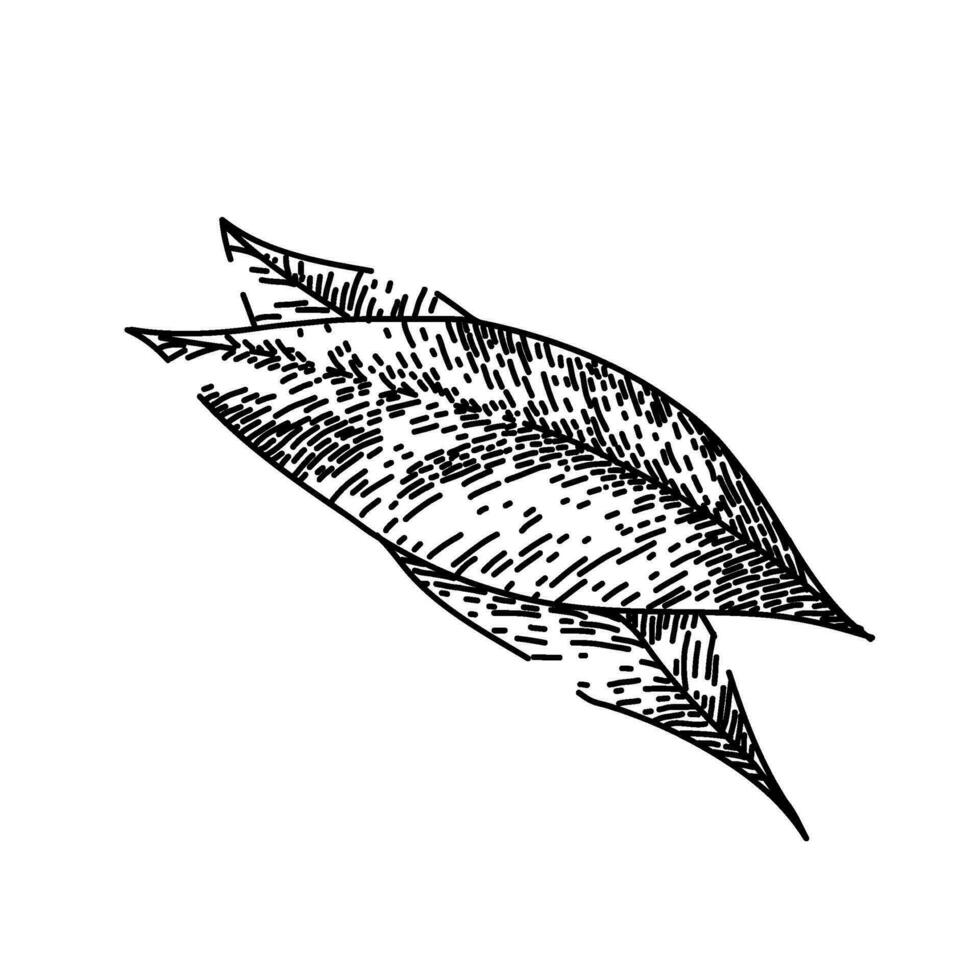 bay leaf herb tree sketch hand drawn vector 25446981 Vector Art at Vecteezy bay leaf herb tree sketch hand drawn vector 25446981 Vector Art at Vecteezy