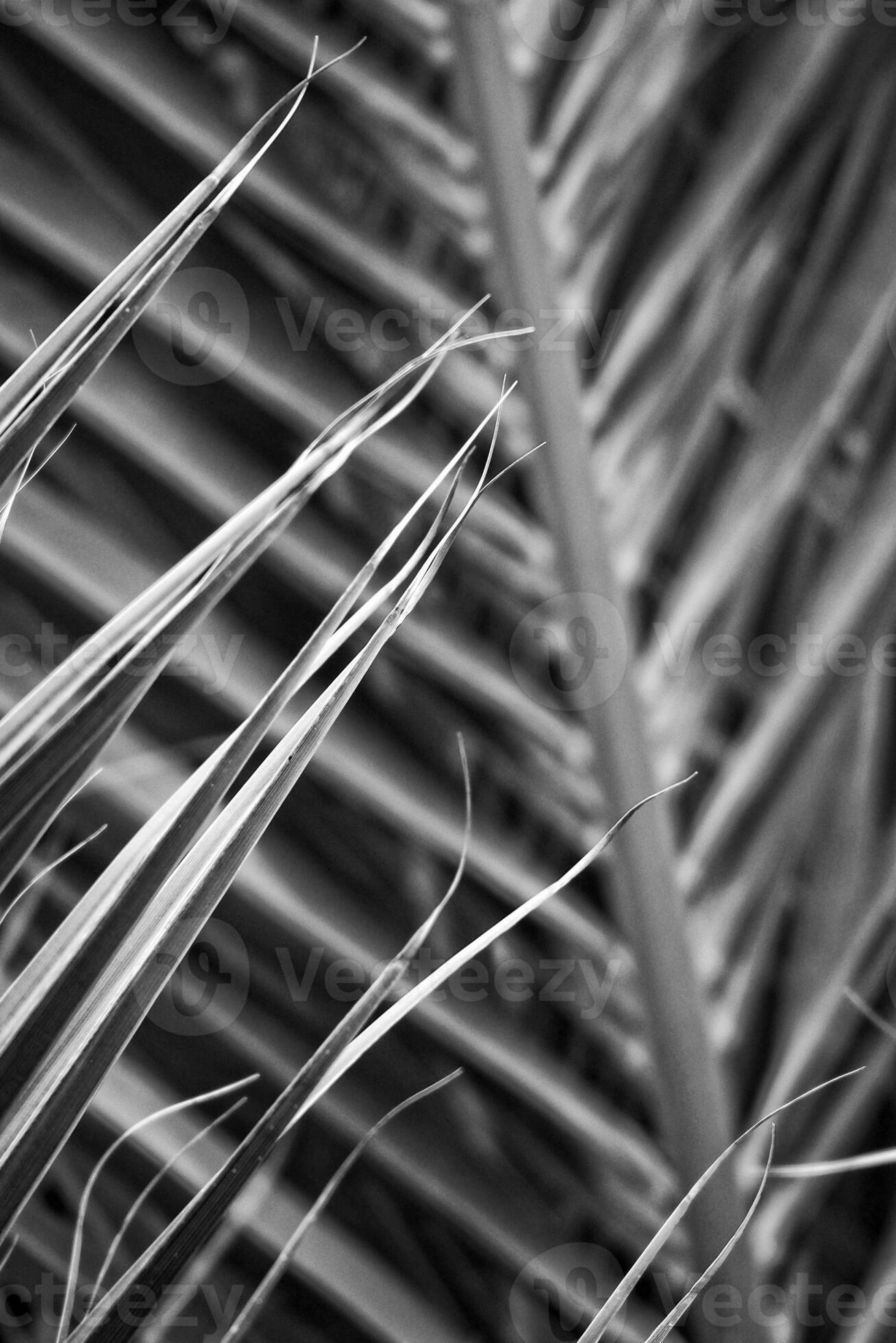 Original Interesting Abstract Background With Green Palm Leaf In Close