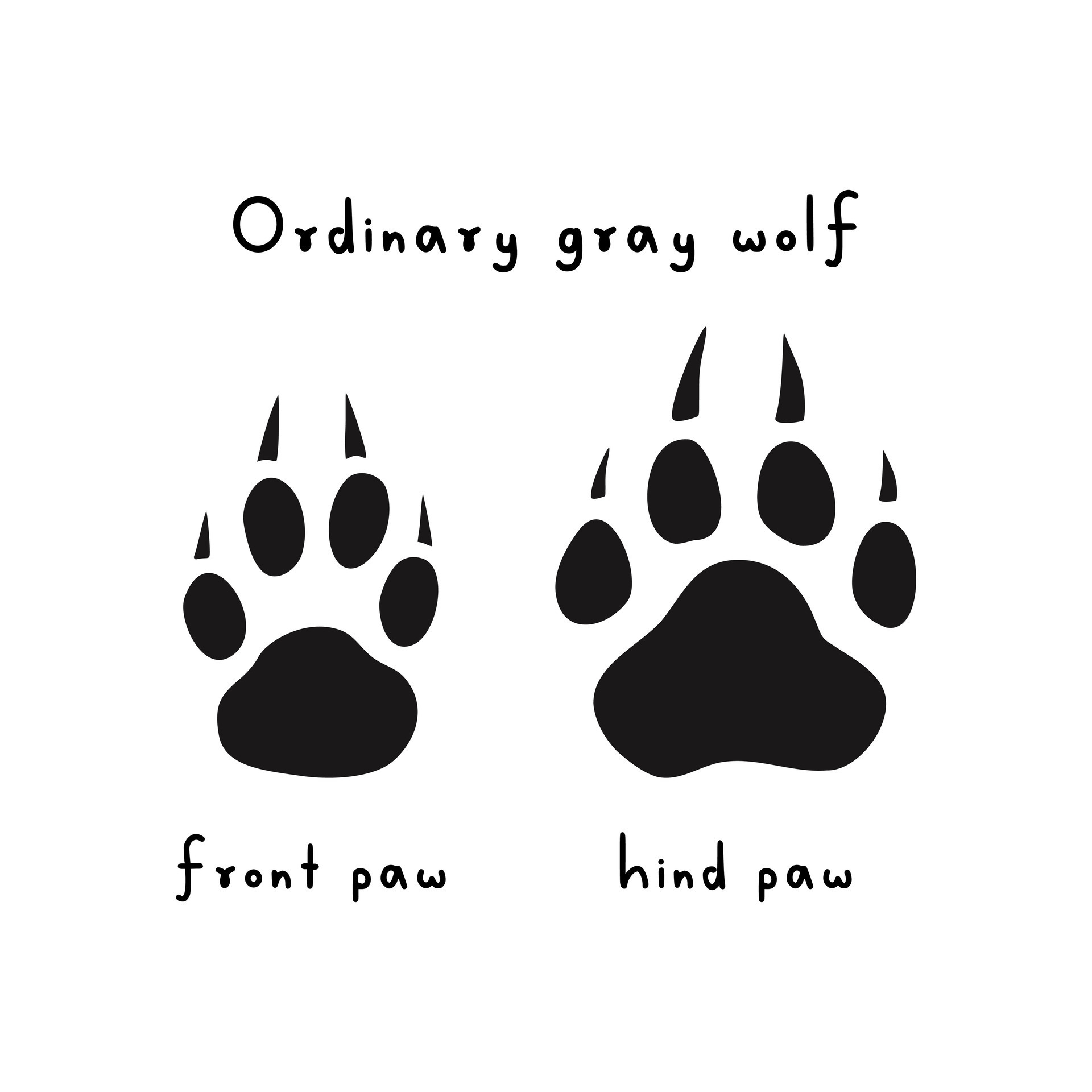 Wolf tracks. Drawing of wolf paw print. Trail of predator's front and ... Wolf tracks. Drawing of wolf paw print. Trail of predator's front and ...