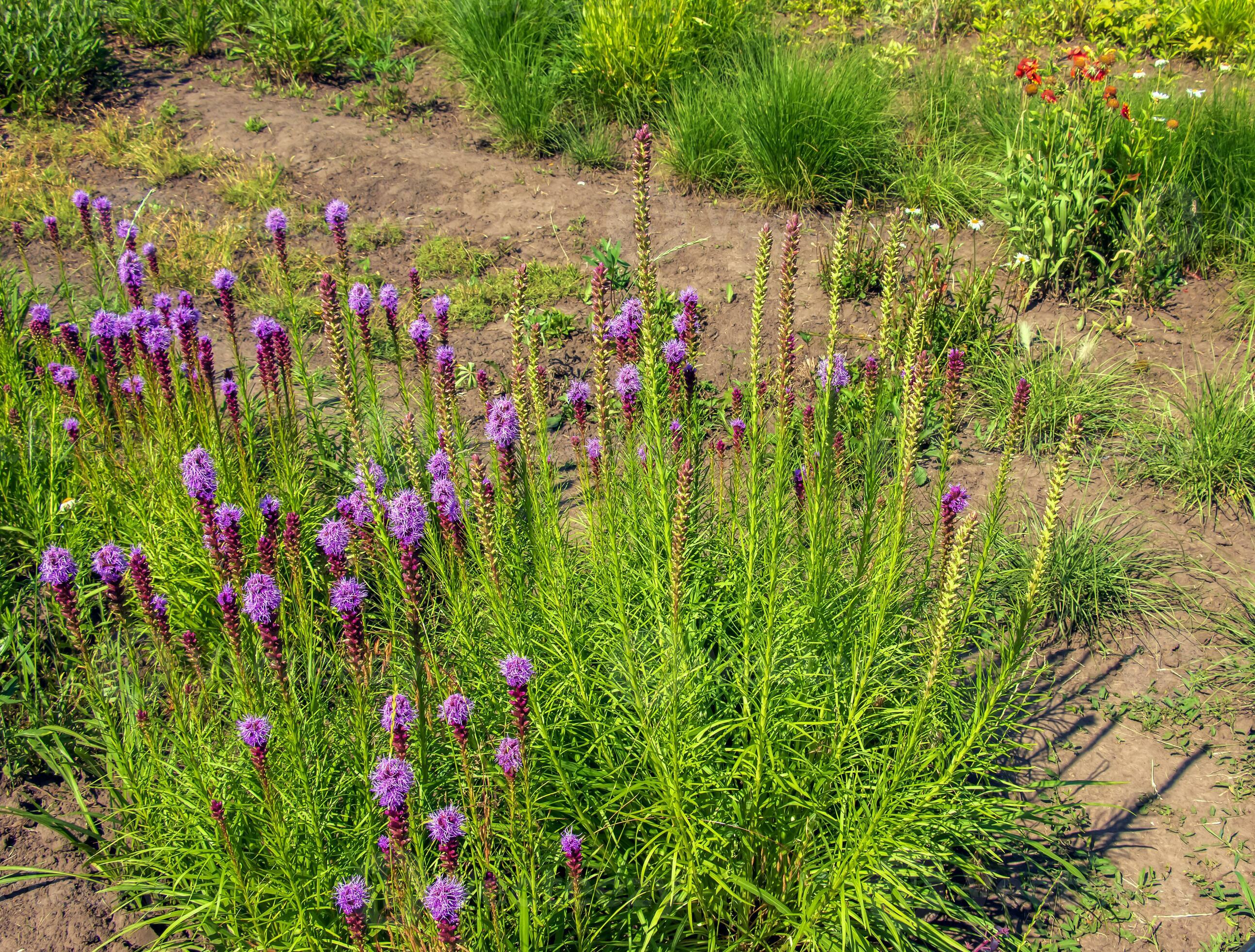 Purple Liatris spicata L flowers close up. Liatris is a genus of ornamental plants in the ...