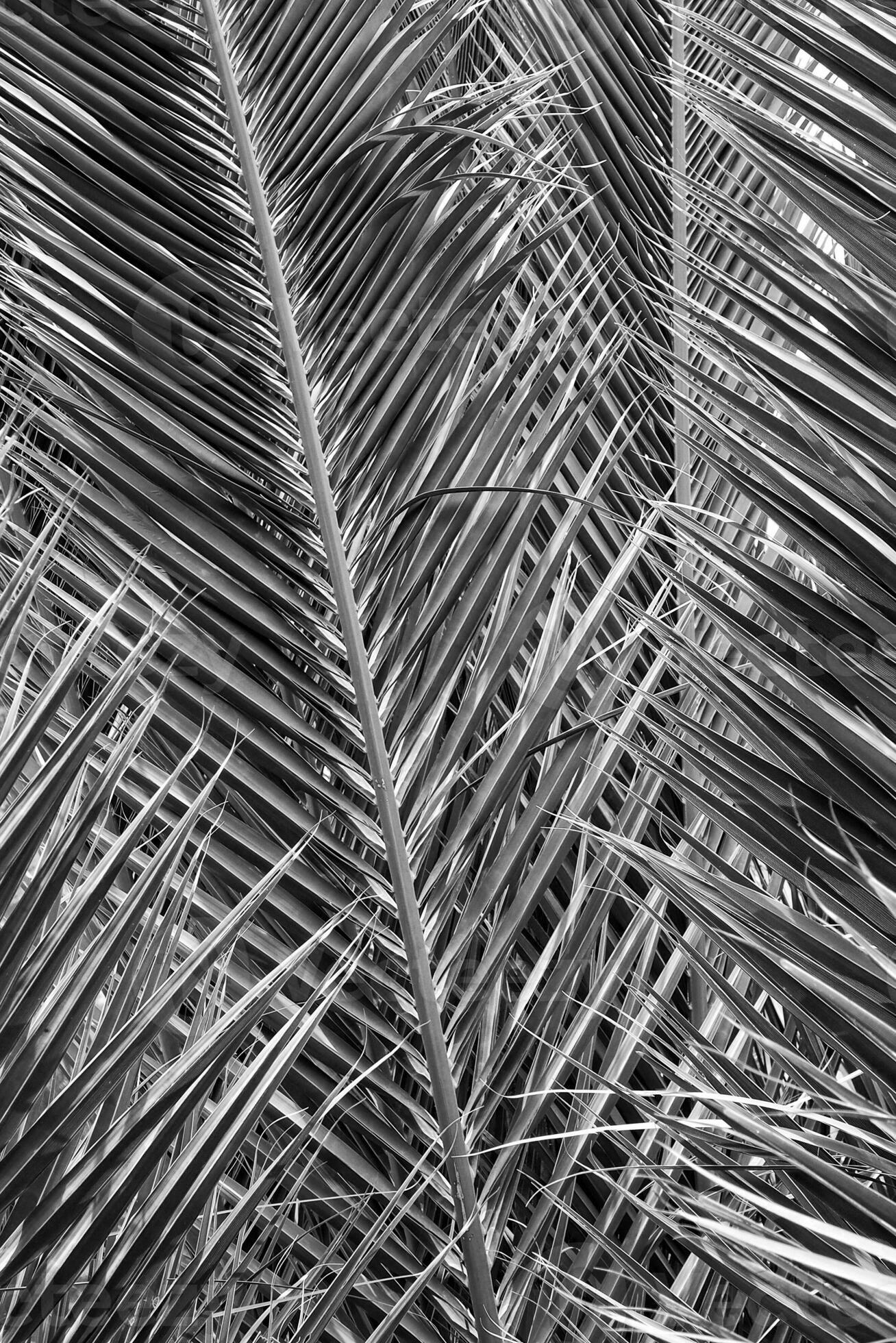 Original Interesting Abstract Background With Green Palm Leaf In Close