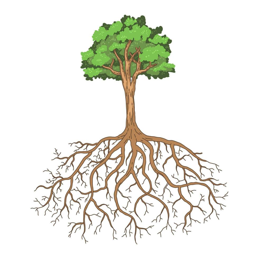 Vector abstract Tree and Roots. Vector illustration. 25502467 Vector ... Vector abstract Tree and Roots. Vector illustration. 25502467 Vector ...
