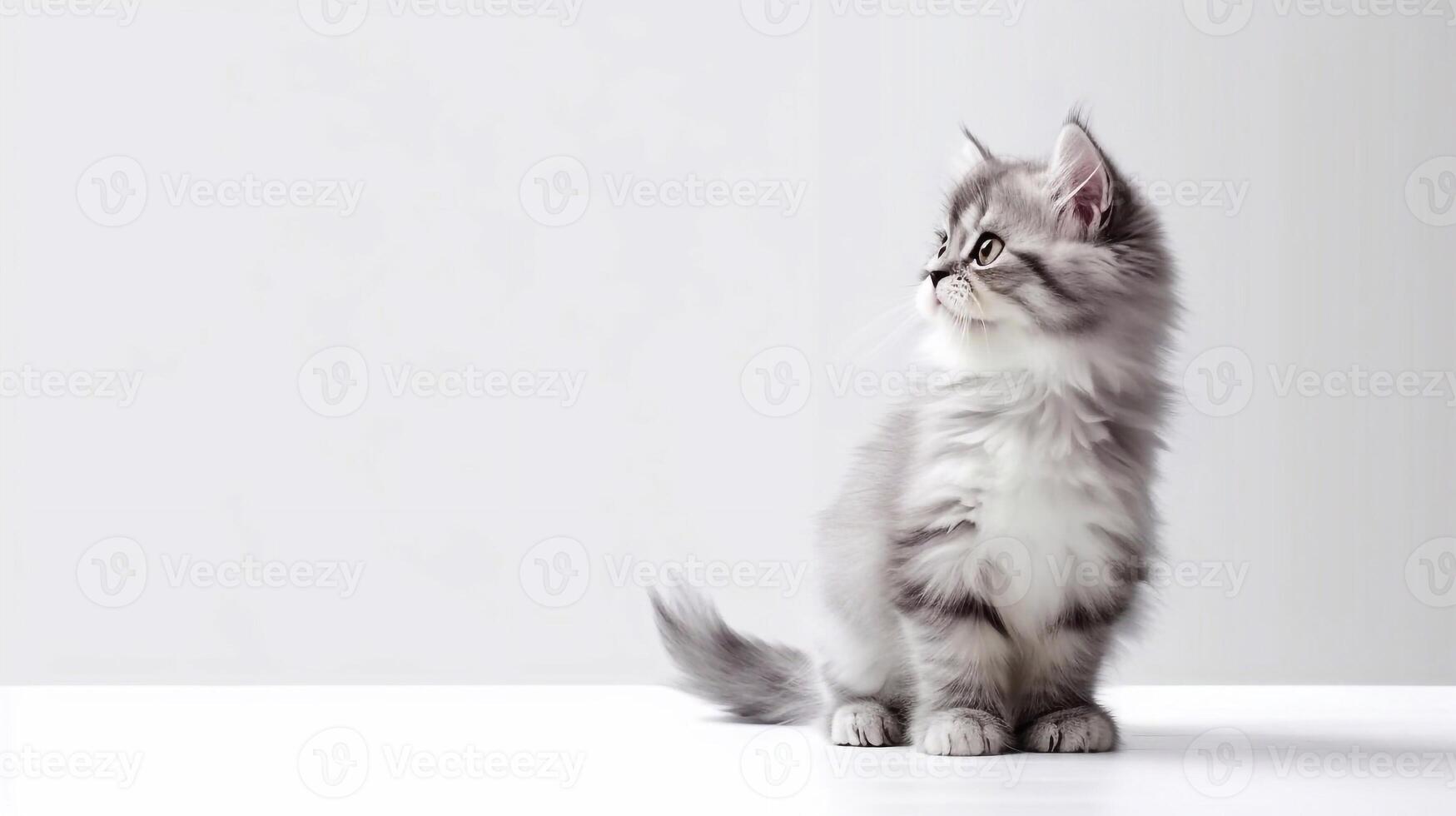 Little cat on white background - 25530025 Stock Photo at Vecteezy