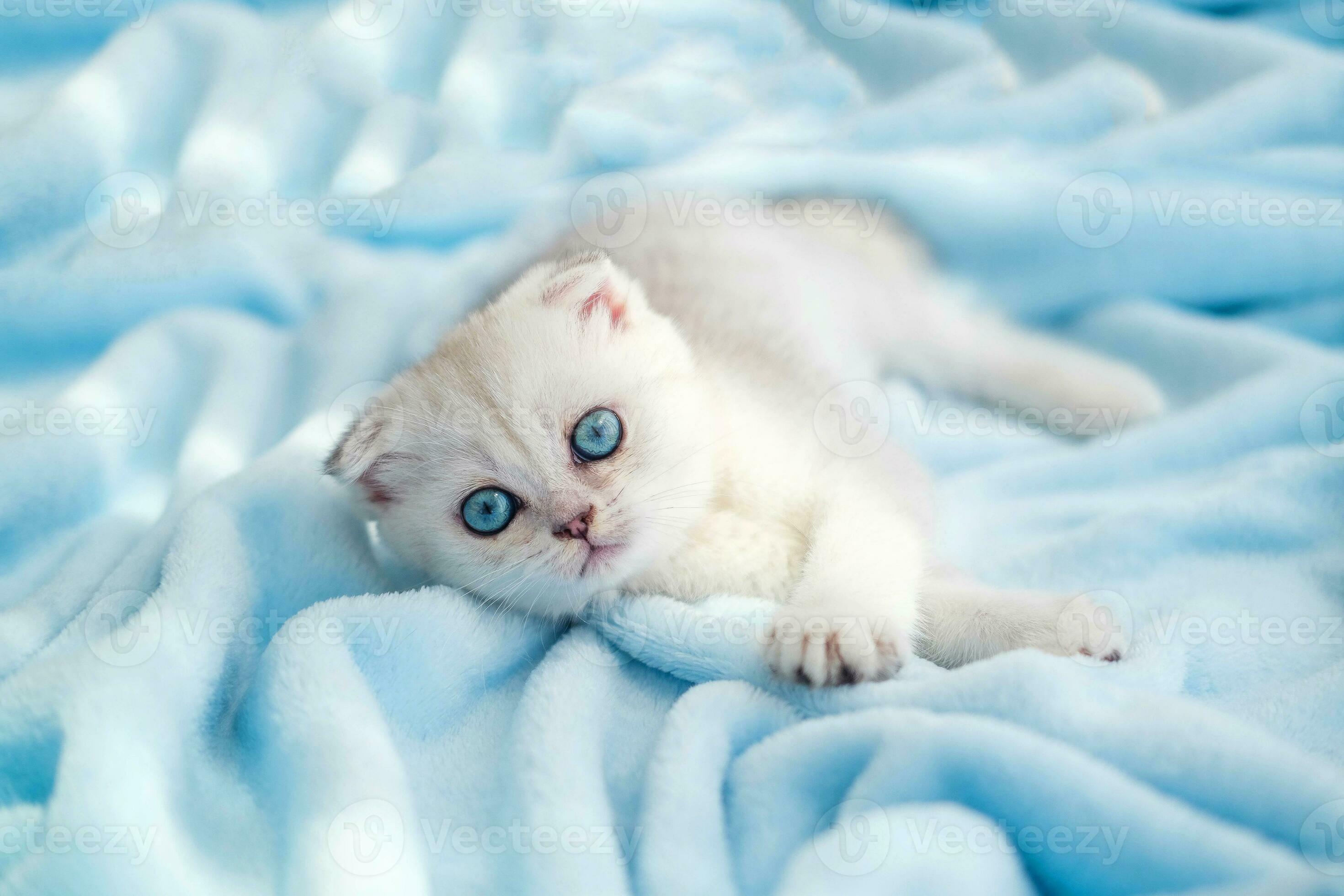 A Beautiful Little White Gray Kitten With Blue Eyes Lies On A Bedspread Cute Scottish Fold Cat