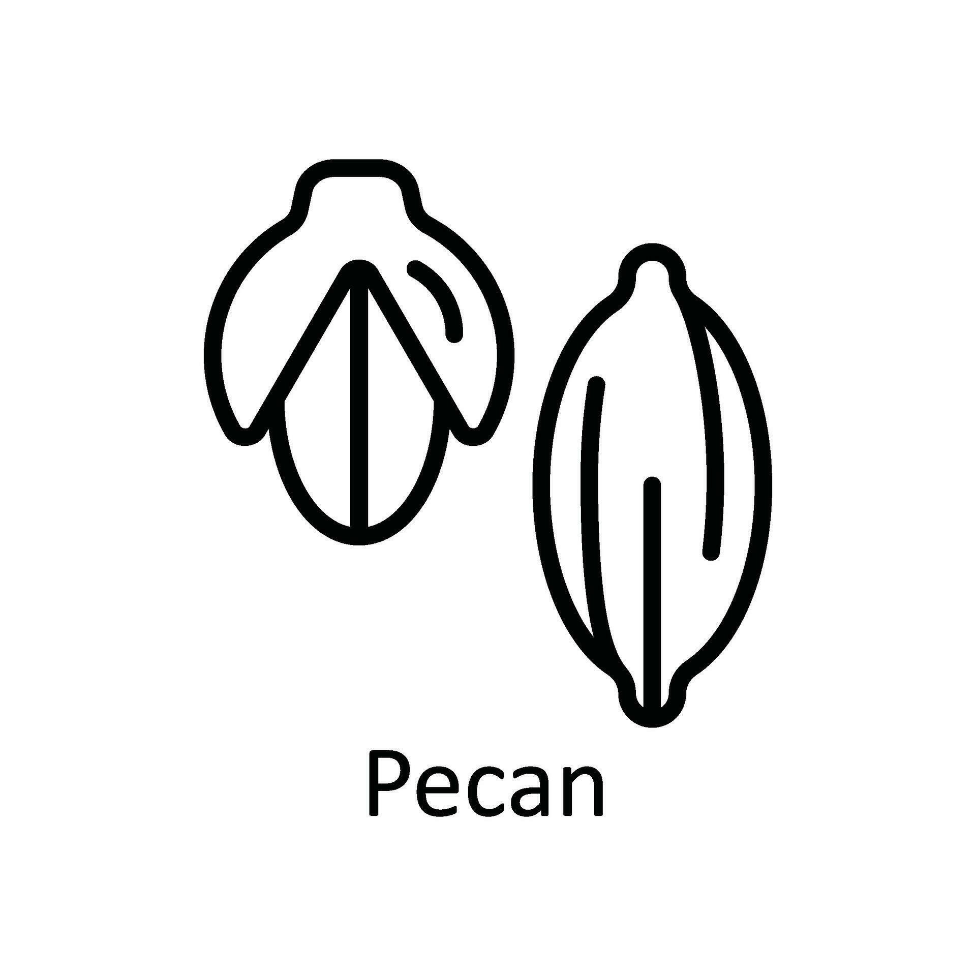 Pecan Vector outline Icon Design illustration. Food and Drinks Symbol on White background EPS 10 ...