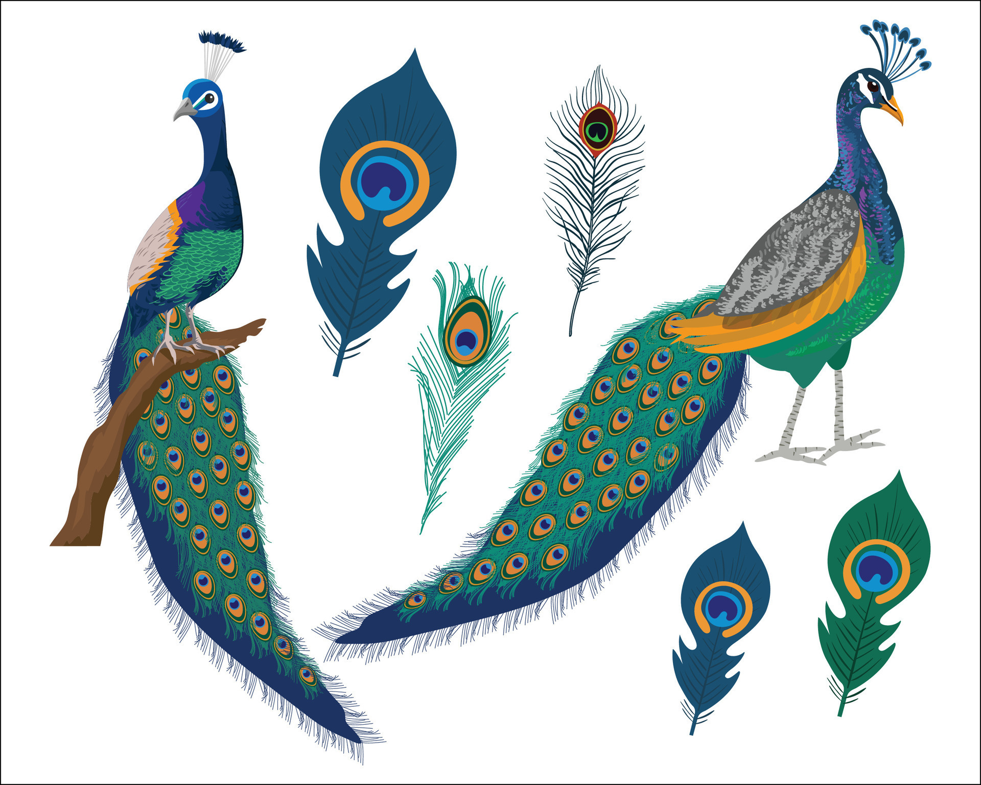 Peacock Set With Feathers Peacock Sitting On A Branch Of Tree 25754718 Vector Art At Vecteezy