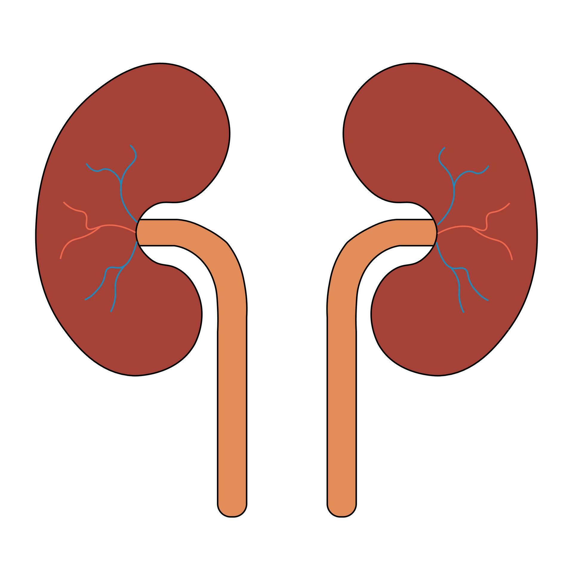 Human Body Organs Urinary System Kidneys Anatomy 25756456 Vector Art at ...