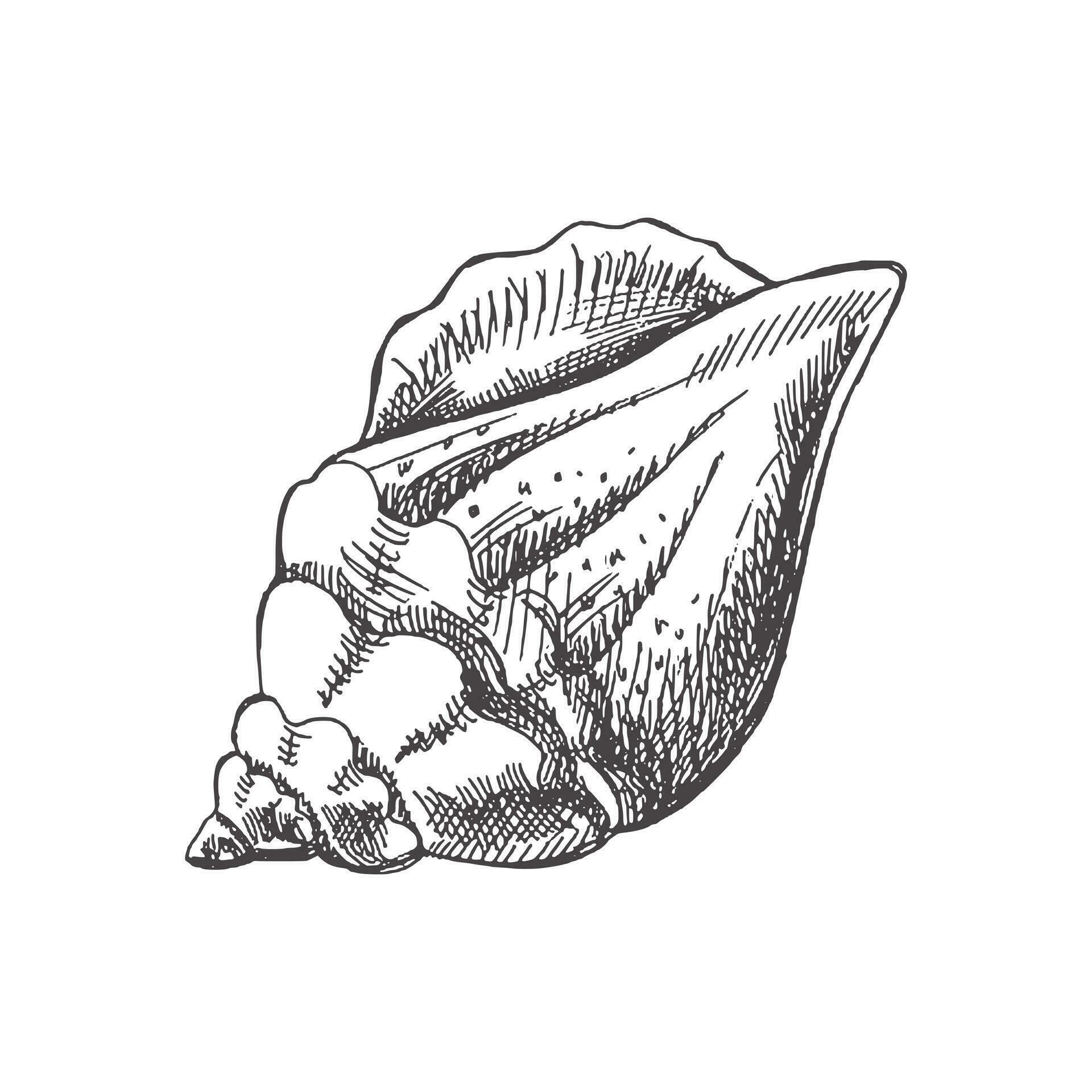 Hand drawn sketch of seashell, clam, conch. Scallop sea shell, sketch style vector illustration ...