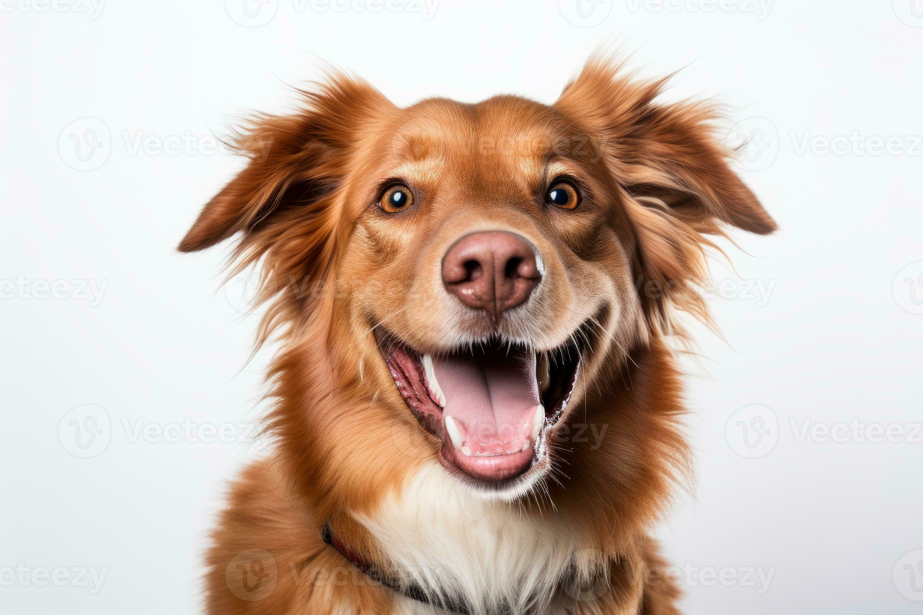 happy smiling dog white background 25796706 Stock Photo at Vecteezy