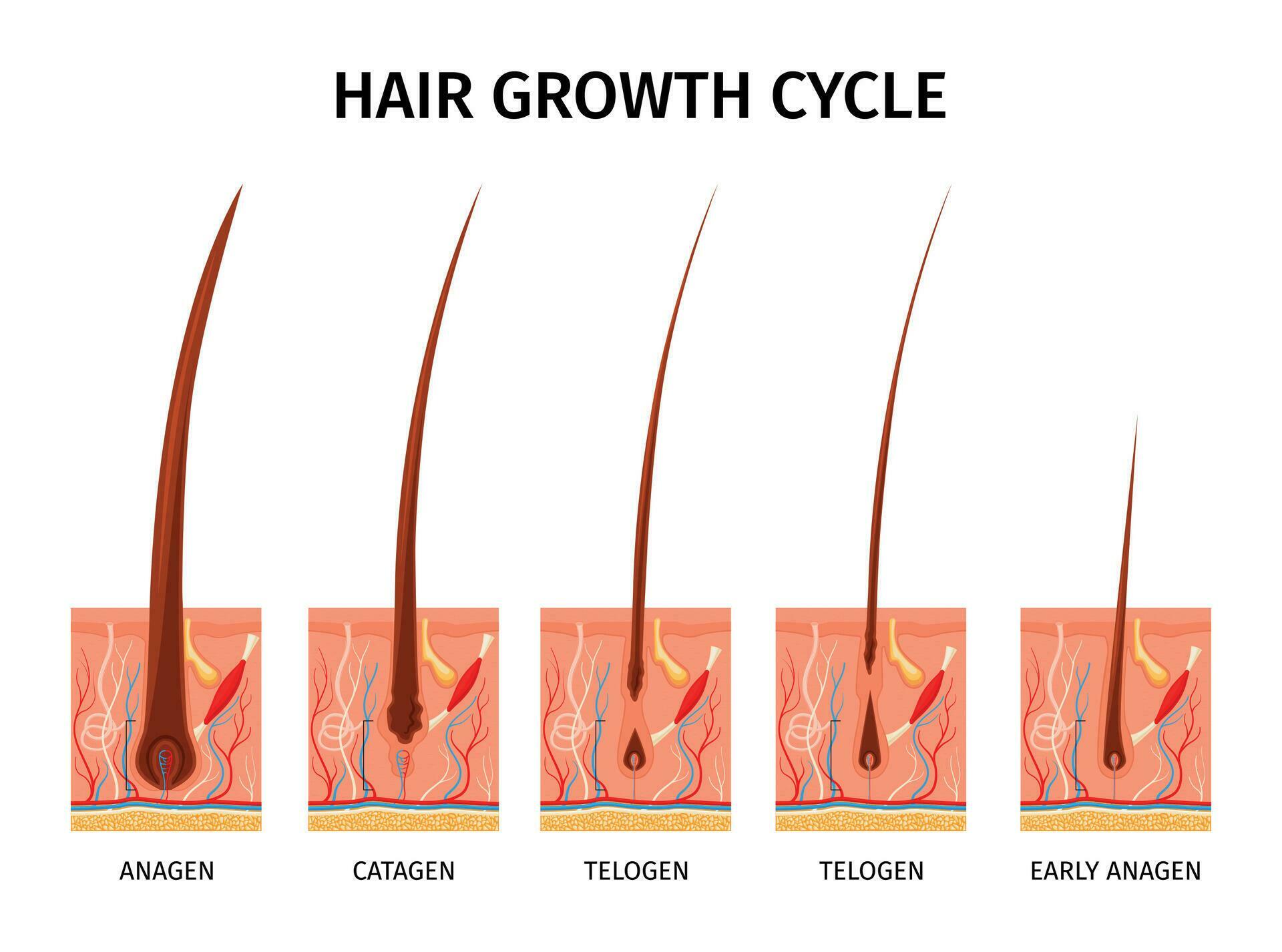 Hair Growth Cycle Composition 25804461 Vector Art At Vecteezy