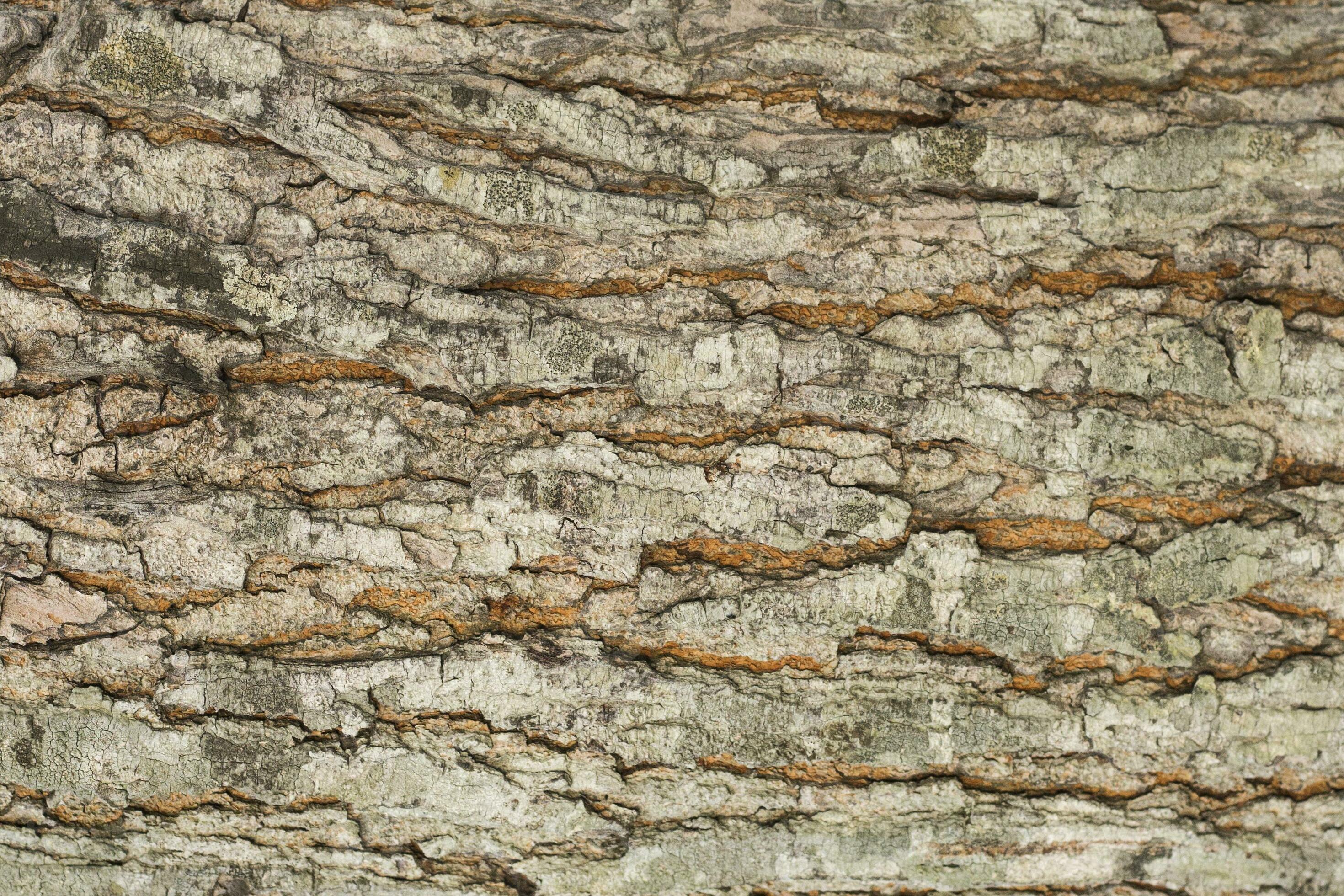 Tree bark background texture, Seamless texture from tree 25913117 Stock ...