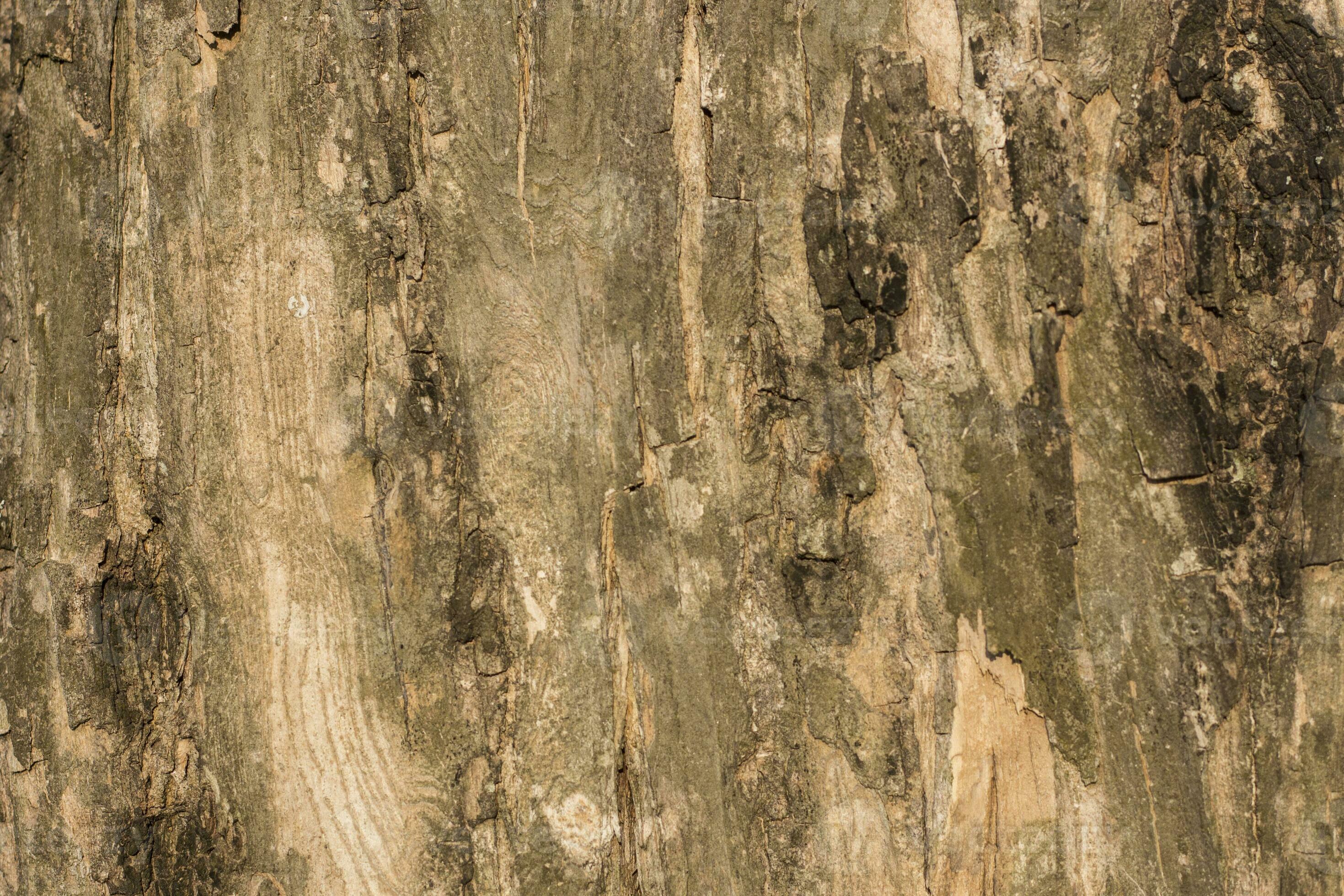 Realistic Tree Bark Background Texture Seamless Texture From Tree