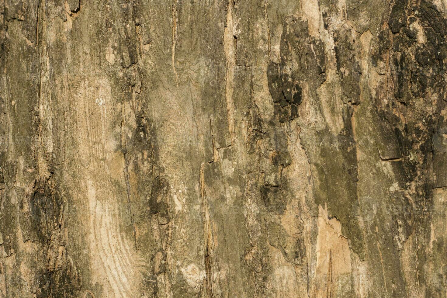 Realistic Tree bark background texture, Seamless texture from tree ...