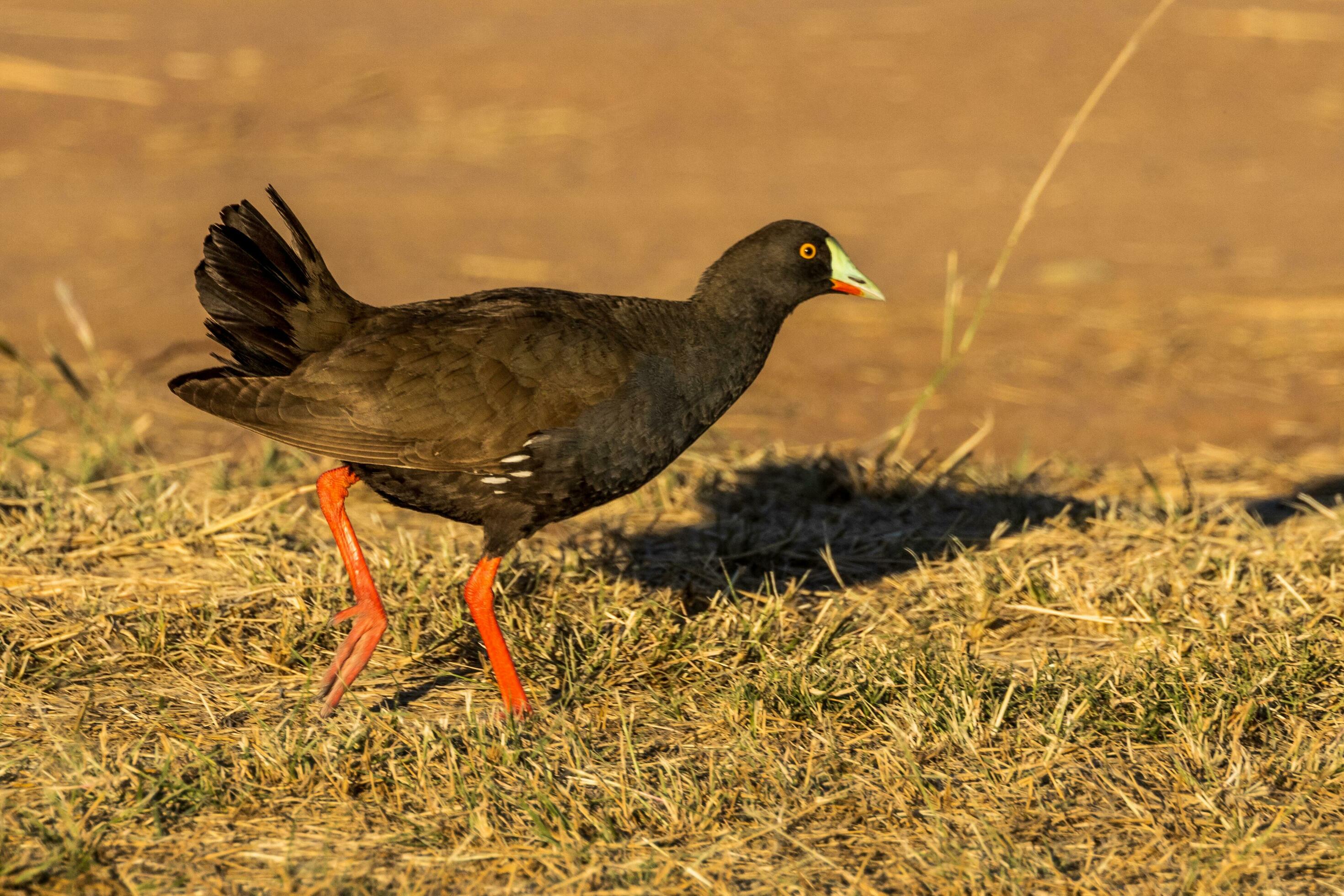 Black-tailed Native Hen 25913778 Stock Photo at Vecteezy