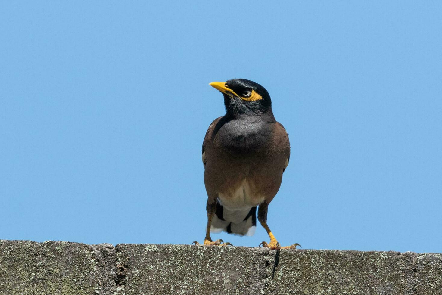 Common Myna Bird 25924603 Stock Photo at Vecteezy Common Myna Bird 25924603 Stock Photo at Vecteezy
