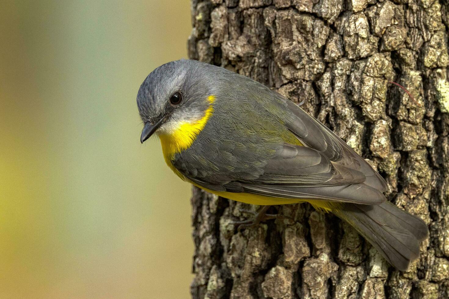 Eastern Yellow Robin 25925501 Stock Photo at Vecteezy