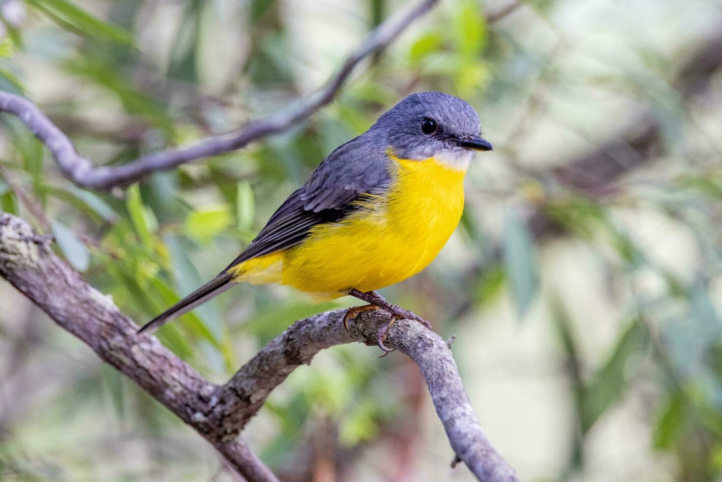 Eastern Yellow Robin 25925508 Stock Photo at Vecteezy