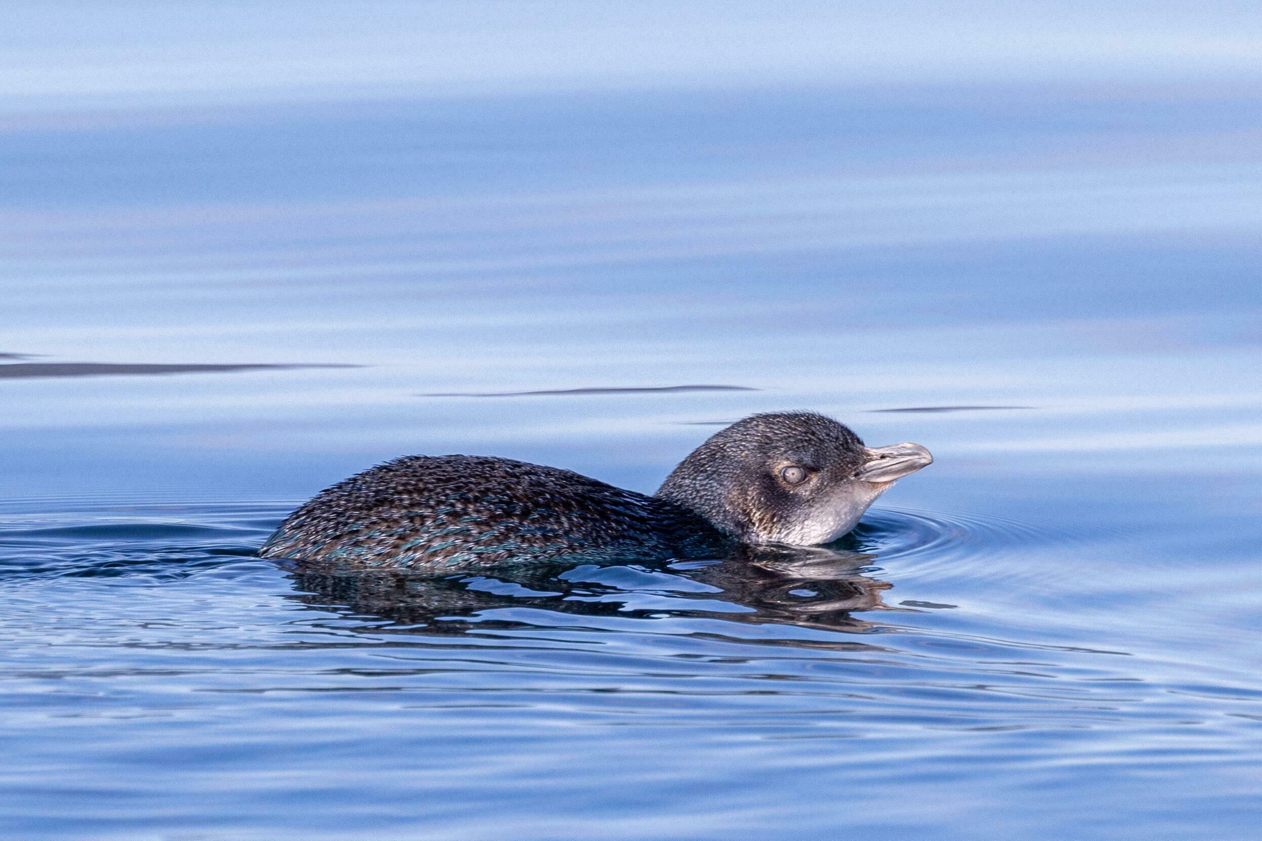 Little Blue Or Fairy Penguin 25926156 Stock Photo At Vecteezy little-blue-or-fairy-penguin-25926156-stock-photo-at-vecteezy