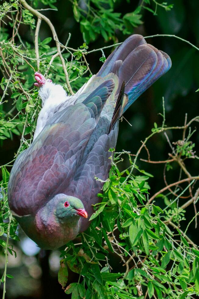 Kereru New Zealand Pigeon 25926559 Stock Photo at Vecteezy Kereru New Zealand Pigeon 25926559 Stock Photo at Vecteezy