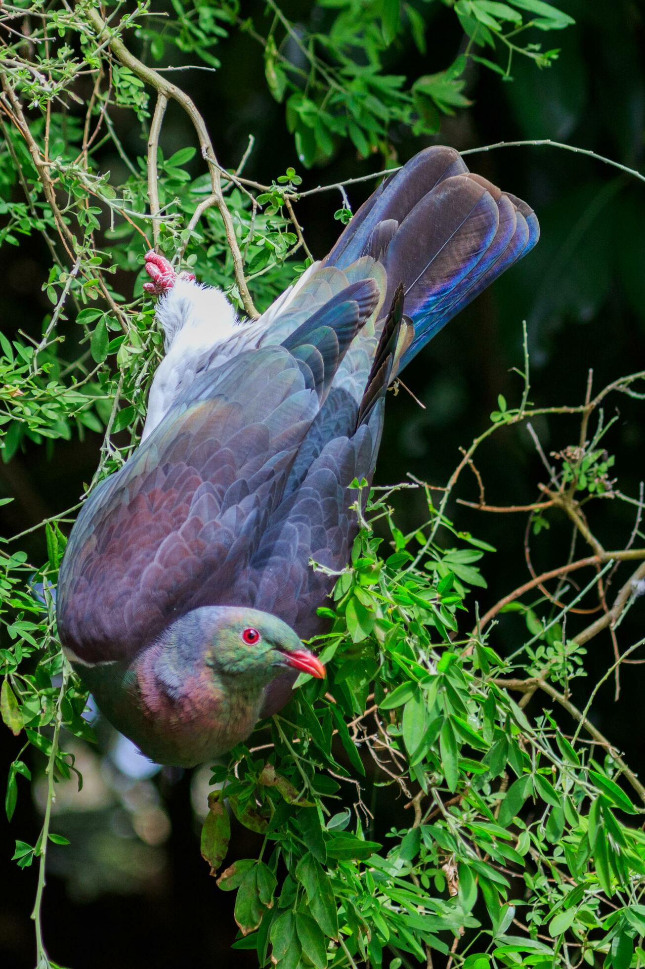 Kereru New Zealand Pigeon 25926586 Stock Photo at Vecteezy Kereru New Zealand Pigeon 25926586 Stock Photo at Vecteezy