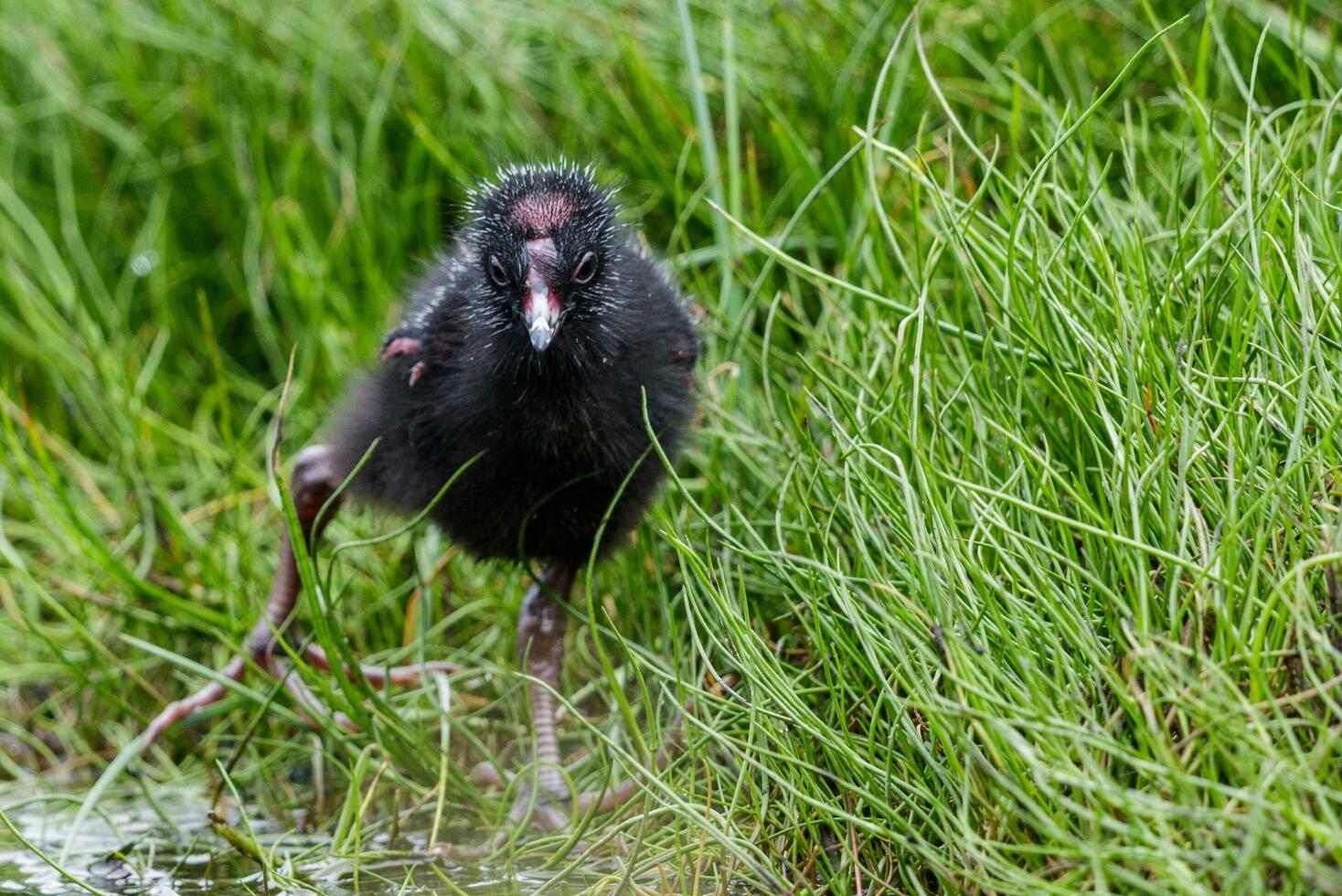 Baby Crow Stock Photos, Images and Backgrounds for Free Download