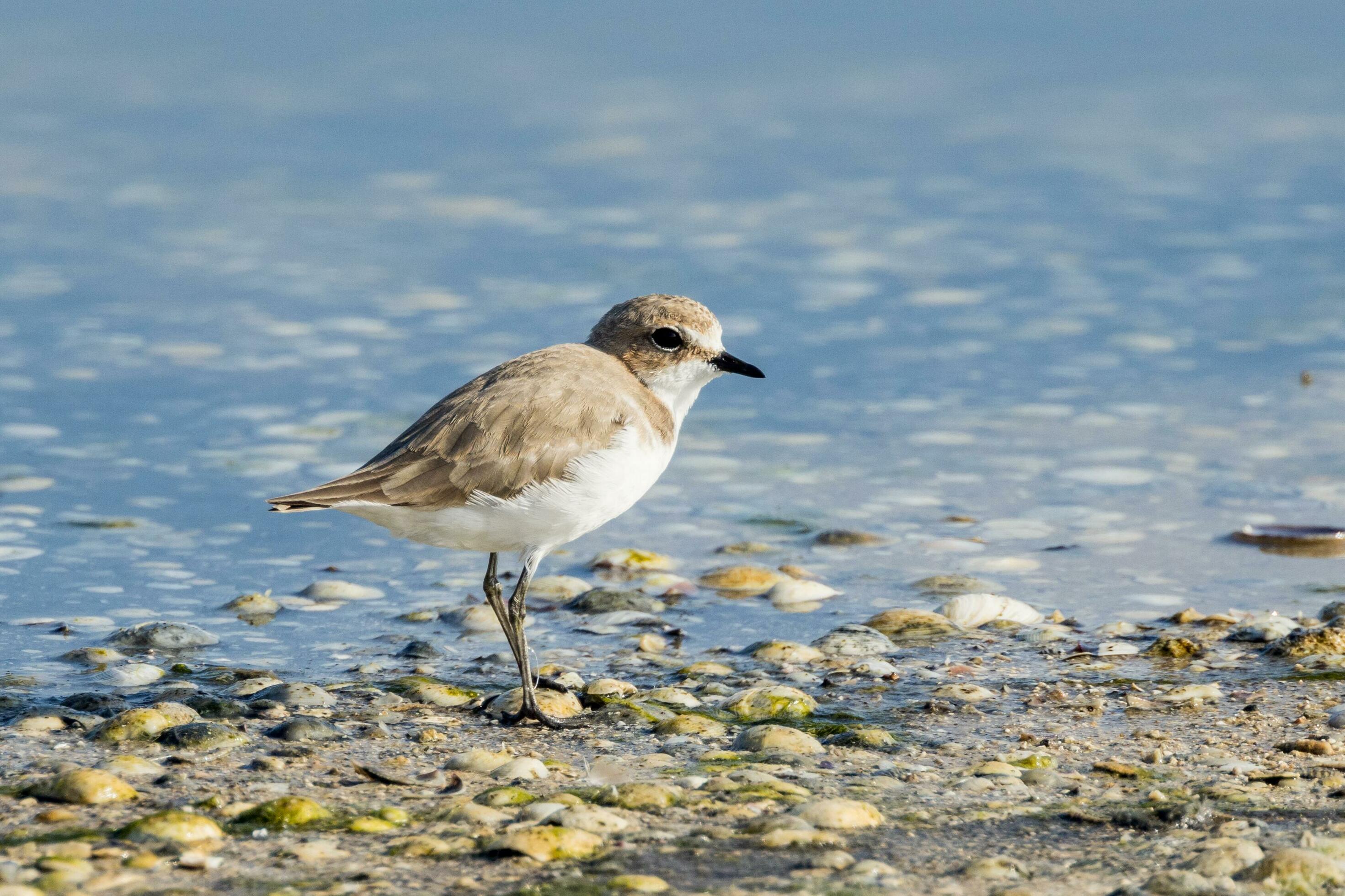 Red-capped Plover in Australia 25927137 Stock Photo at Vecteezy