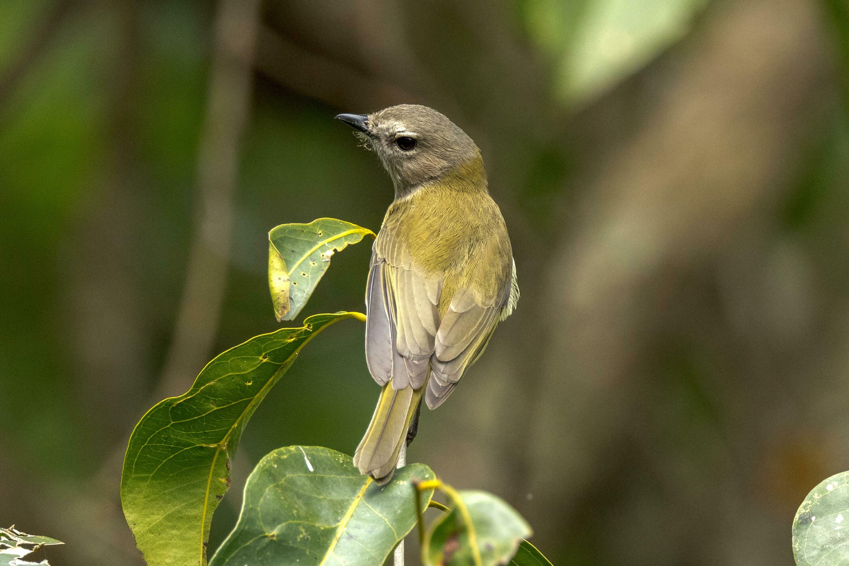 Grey Whistler in Australia 25929306 Stock Photo at Vecteezy