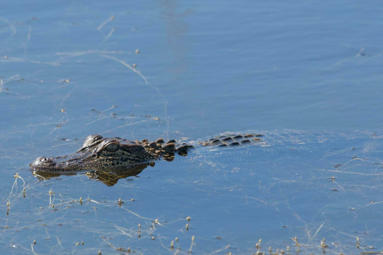 Alligator Swamp Stock Photos, Images and Backgrounds for Free Download