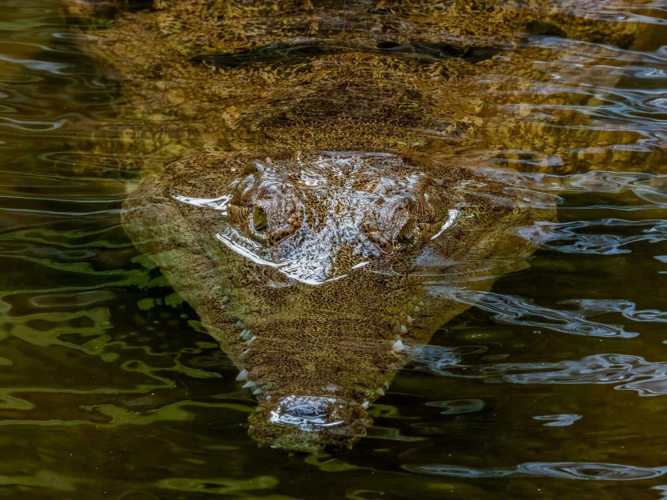 Freshwater Alligator