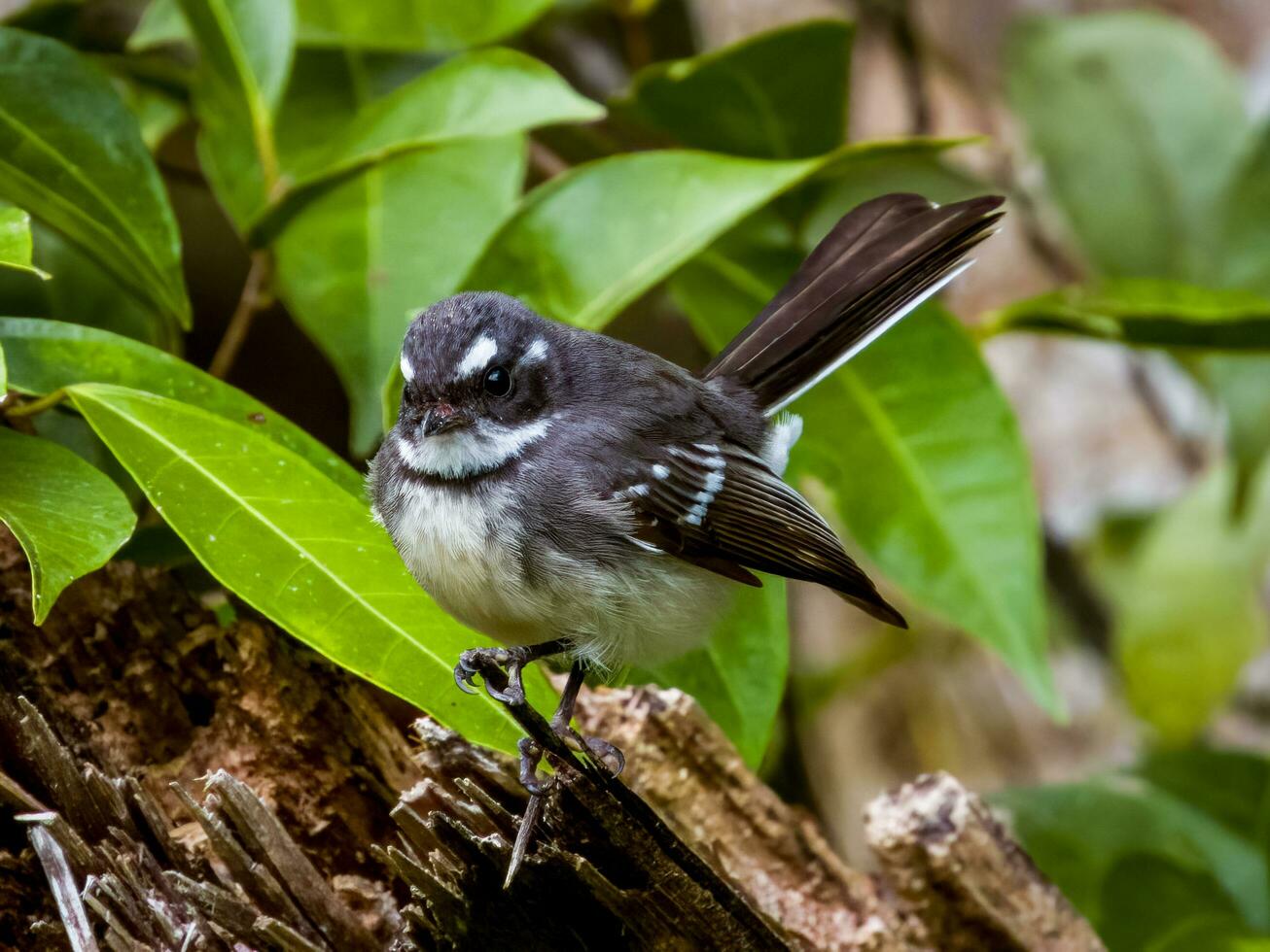 Grey Fantail in Australia 25931967 Stock Photo at Vecteezy