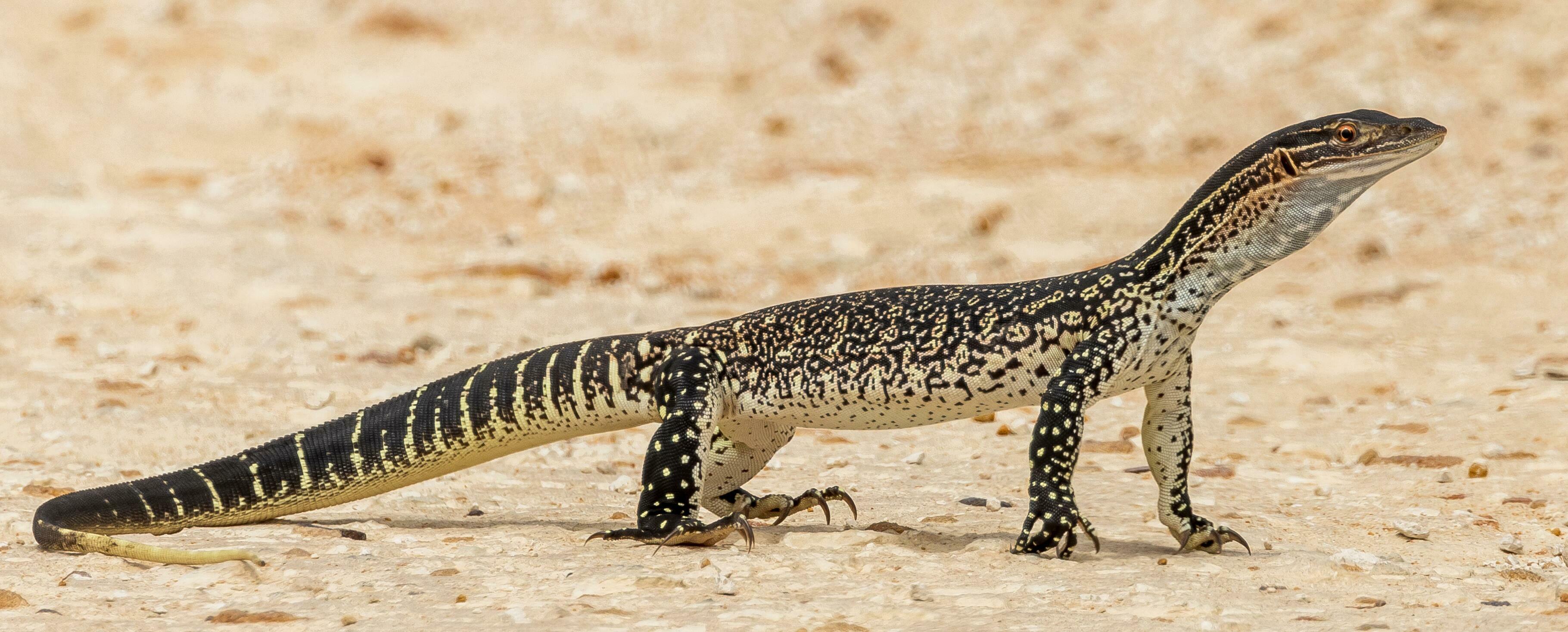 Sand Goanna in Australia 25932385 Stock Photo at Vecteezy