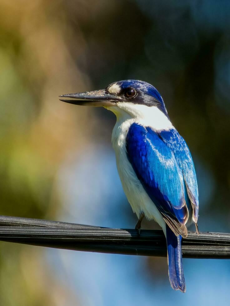 Forest Kingfisher in Australia 25932964 Stock Photo at Vecteezy Forest Kingfisher in Australia 25932964 Stock Photo at Vecteezy