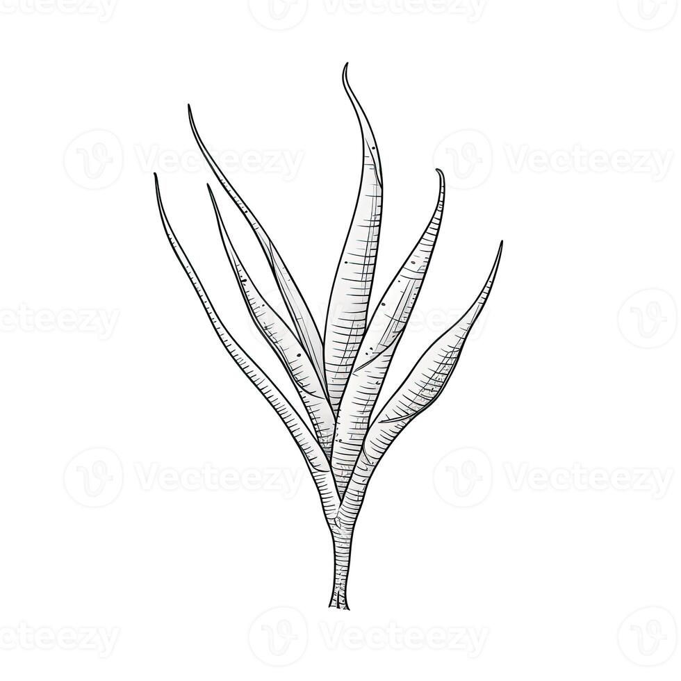 beauty aloe vera 26115856 Stock Photo at Vecteezy beauty aloe vera 26115856 Stock Photo at Vecteezy