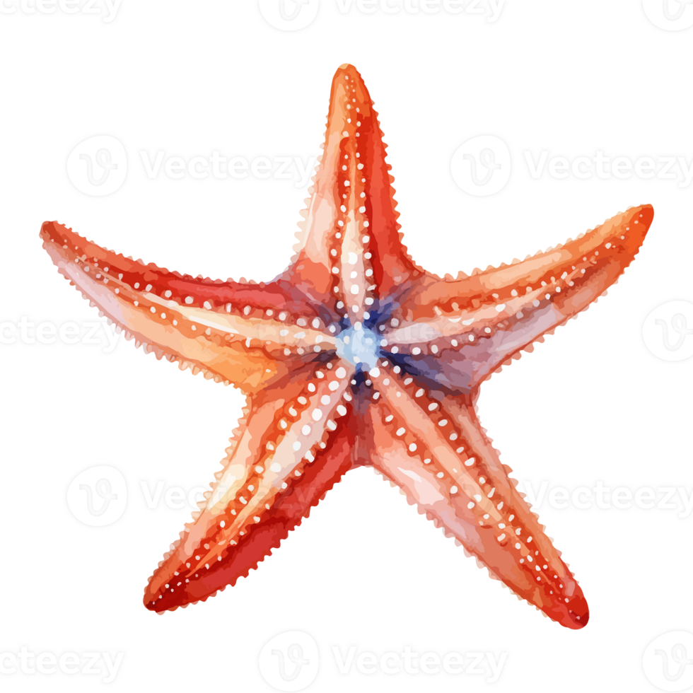 Starfish watercolor, sea animals Watercolor Painting, . 26158874 PNG Starfish watercolor, sea animals Watercolor Painting, . 26158874 PNG