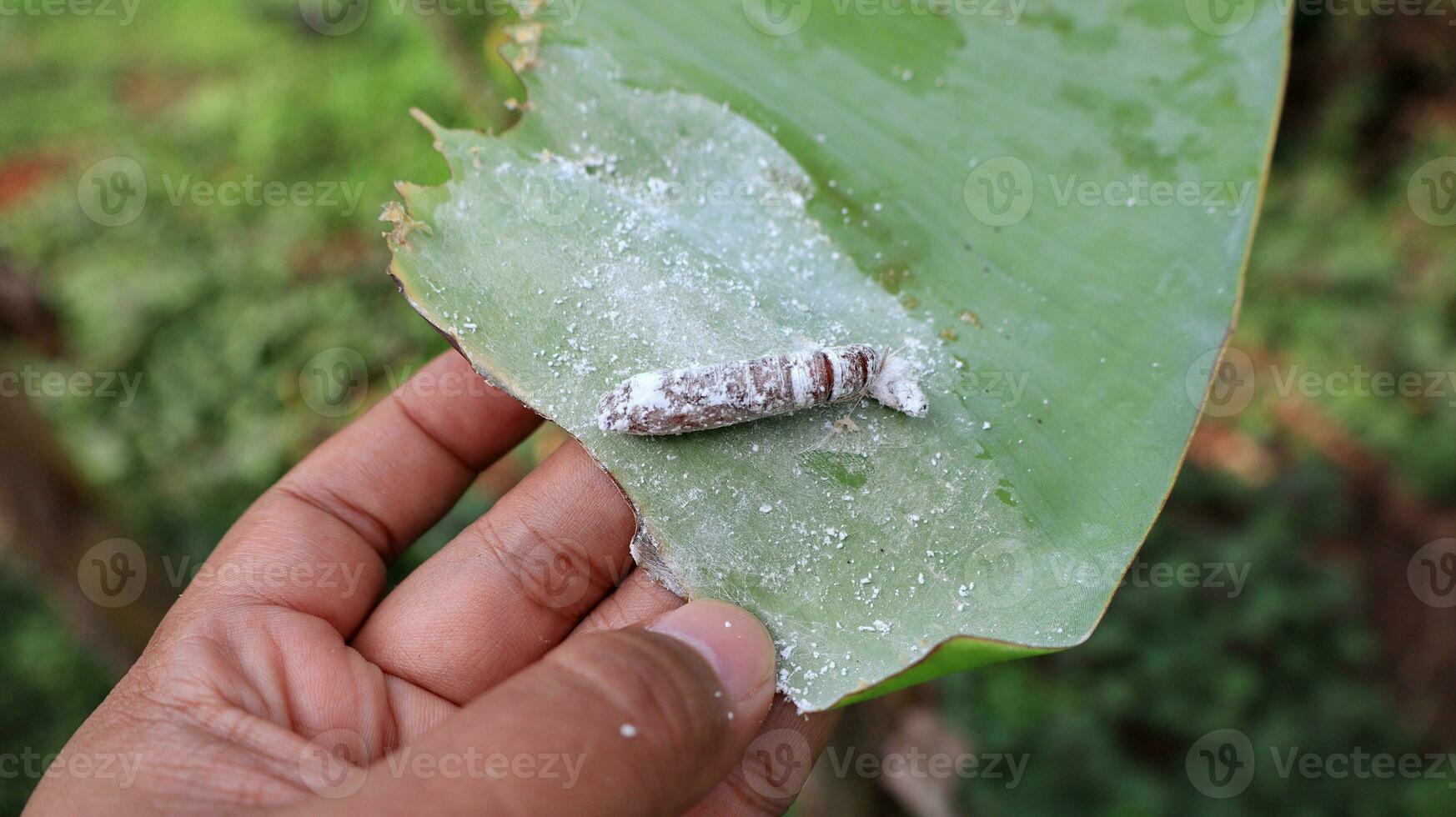 Pupa of Banana leaf roller Erionota thrax injure on banana leaf 26163086 Stock Photo at Vecteezy