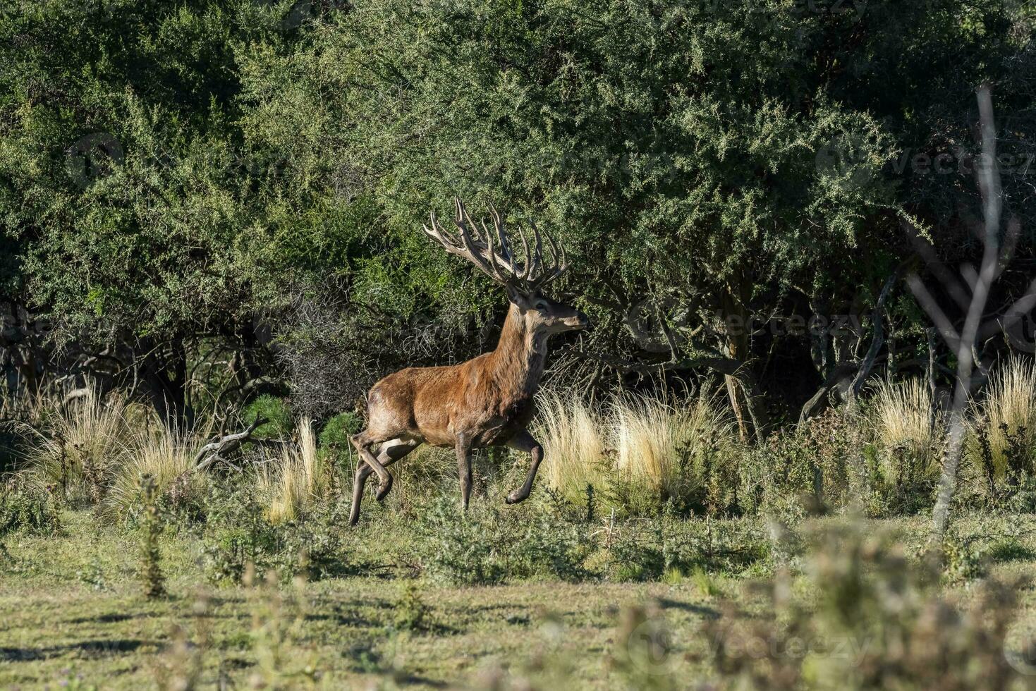 rojo ciervo en caldén bosque ambiente, la pampa, argentina, parque luro, naturaleza reserva ...