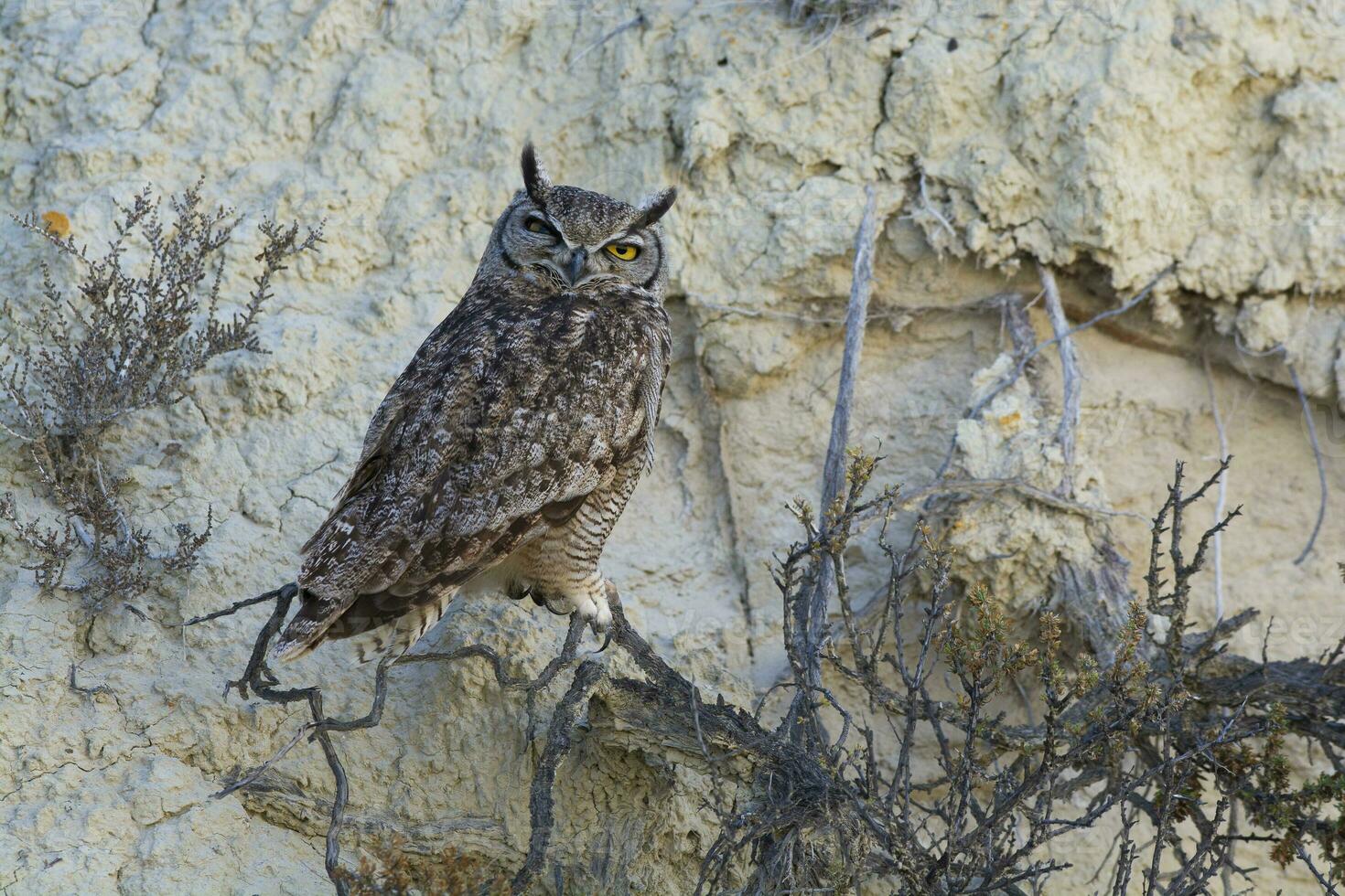 Great Horned Owl Bubo Virginianus Nacurutu Peninsula Valdes Patagonia Argentina 26194308