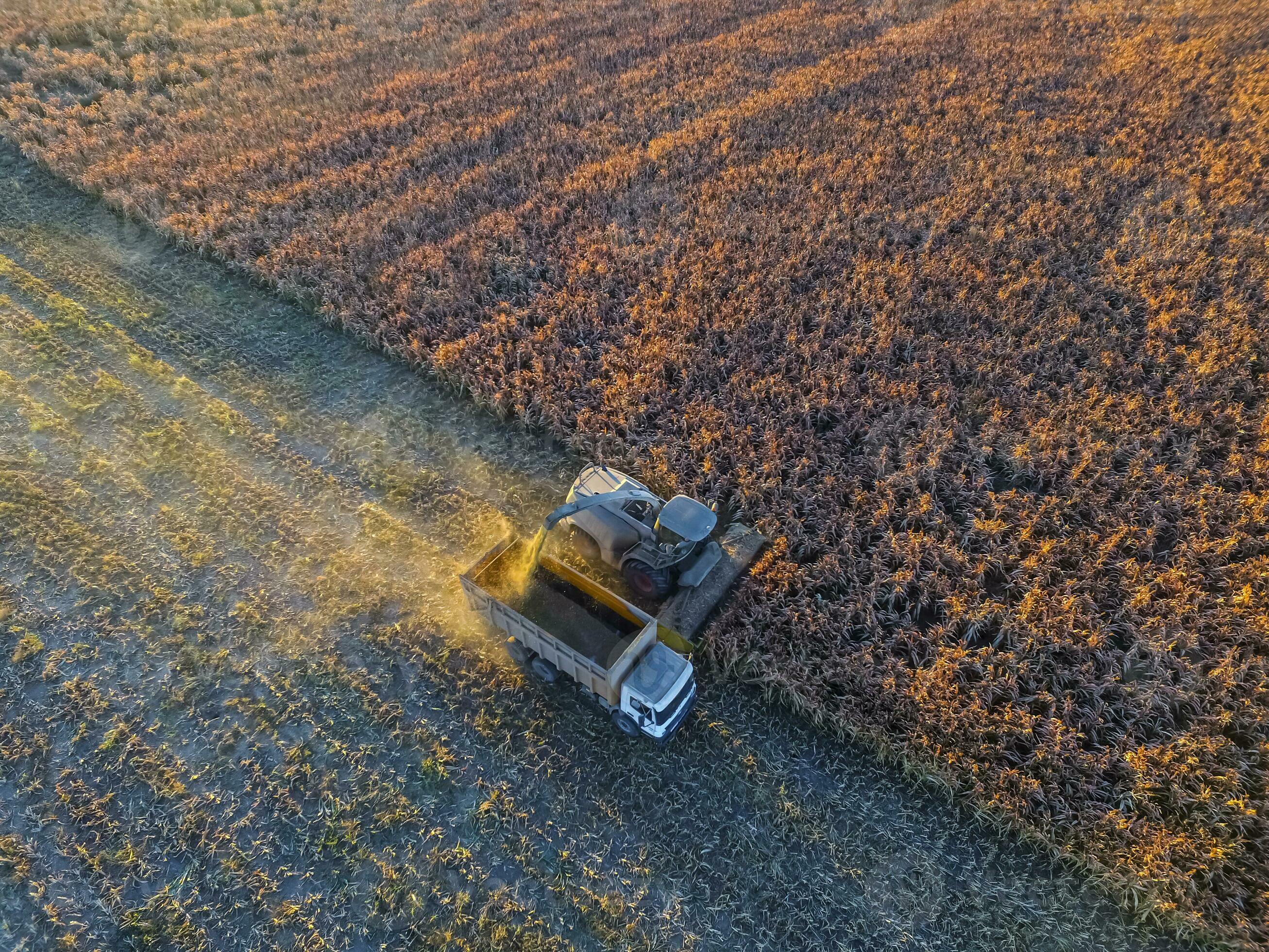 Sorghum harvest, in La Pampa, Argentina 26195164 Stock Photo at Vecteezy