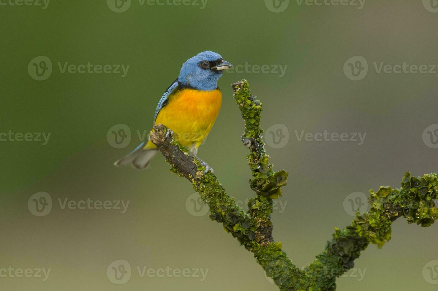 Blue and Yellow Tanager, Thraupis bonariensis, Calden Forest, La Pampa, Argentina 26195224 Stock ...